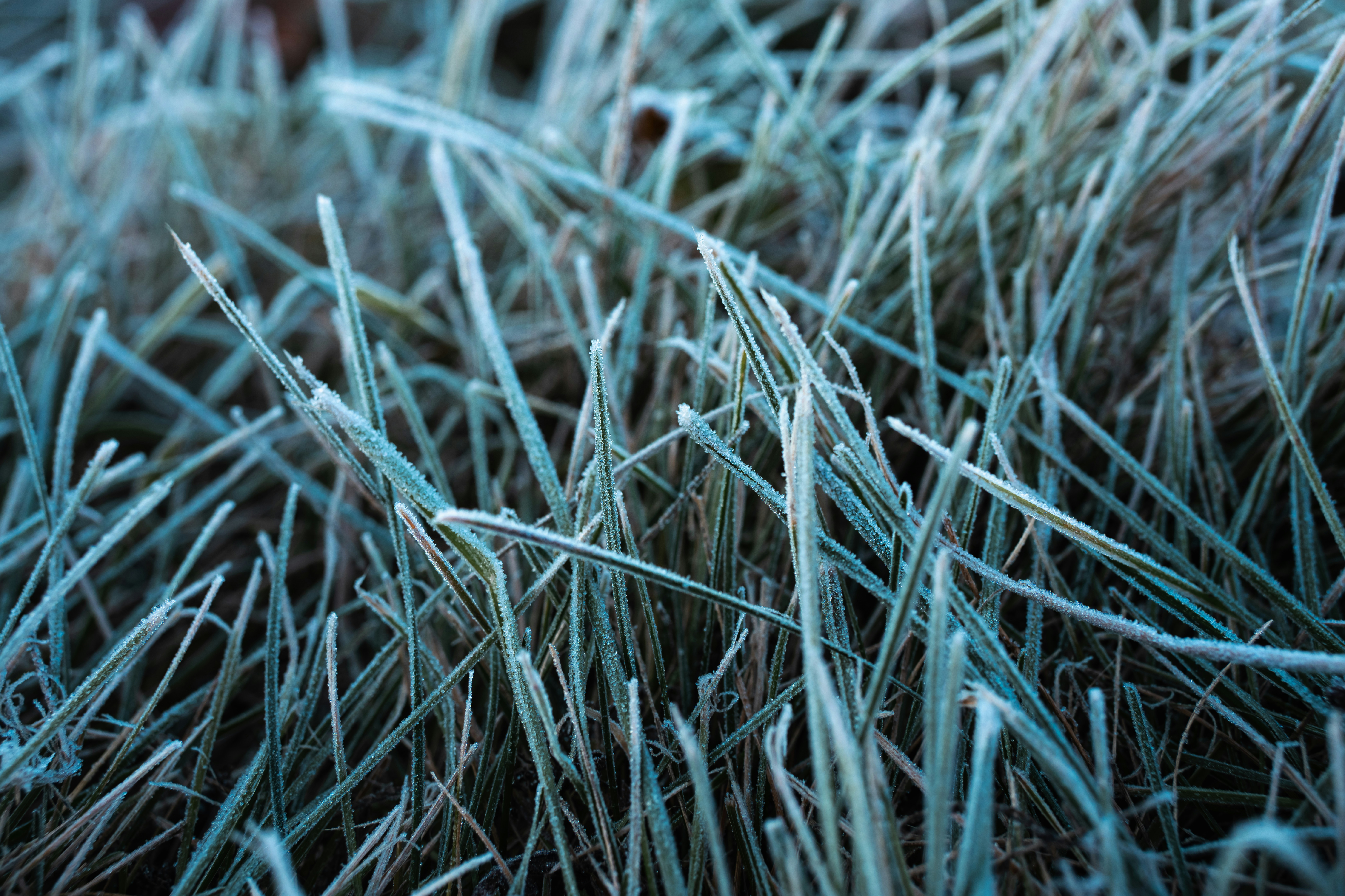 Azure Fronds: Frost-Threaded Grass in Quiet Morning Light