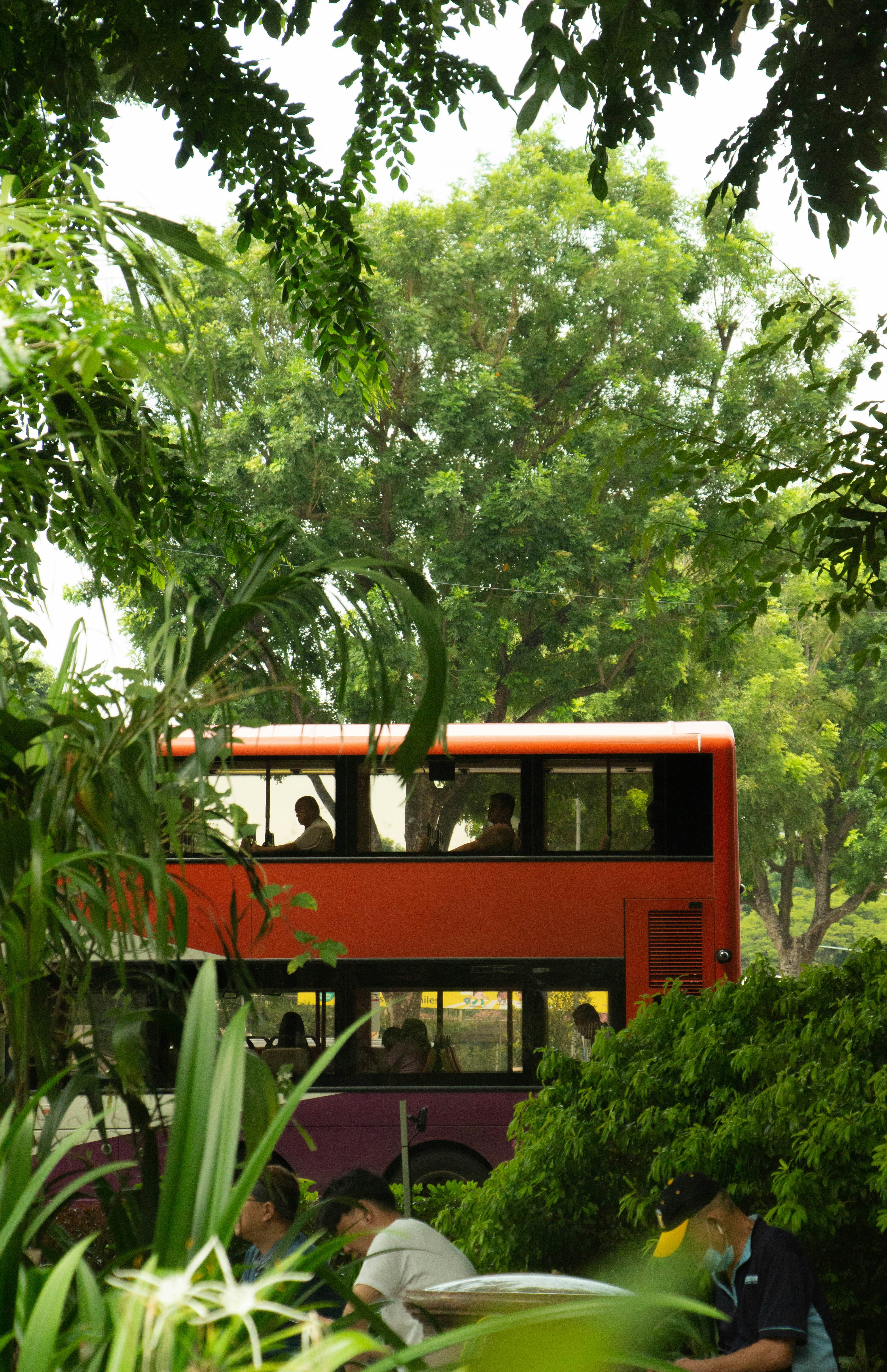 Verdant Frame: An Orange Double-Decker Bus Framed by Tropical Foliage
