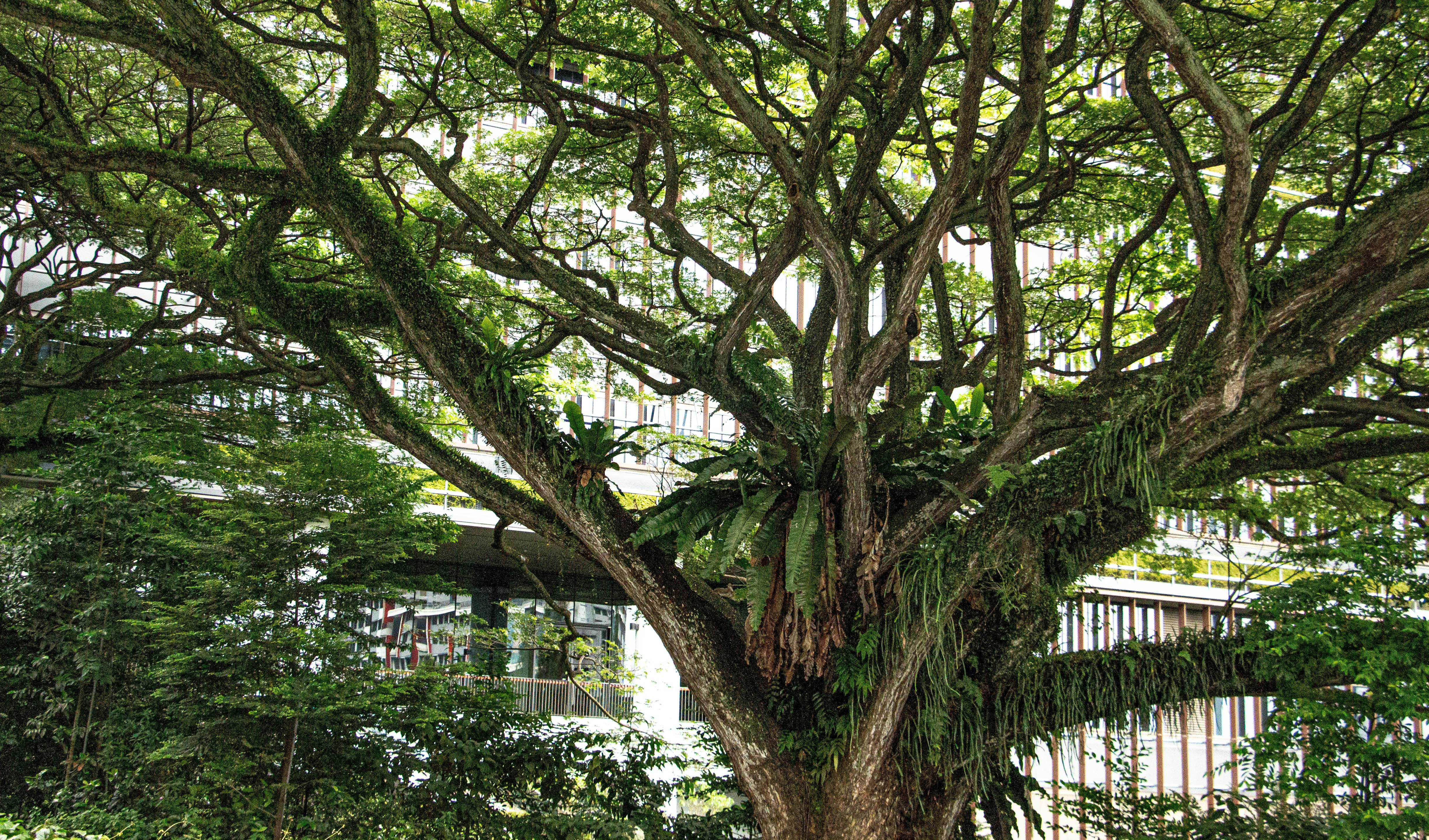 Urban Canopy at the Glass Edge: A Tree's Grand Canopy Framing a Modern Facade