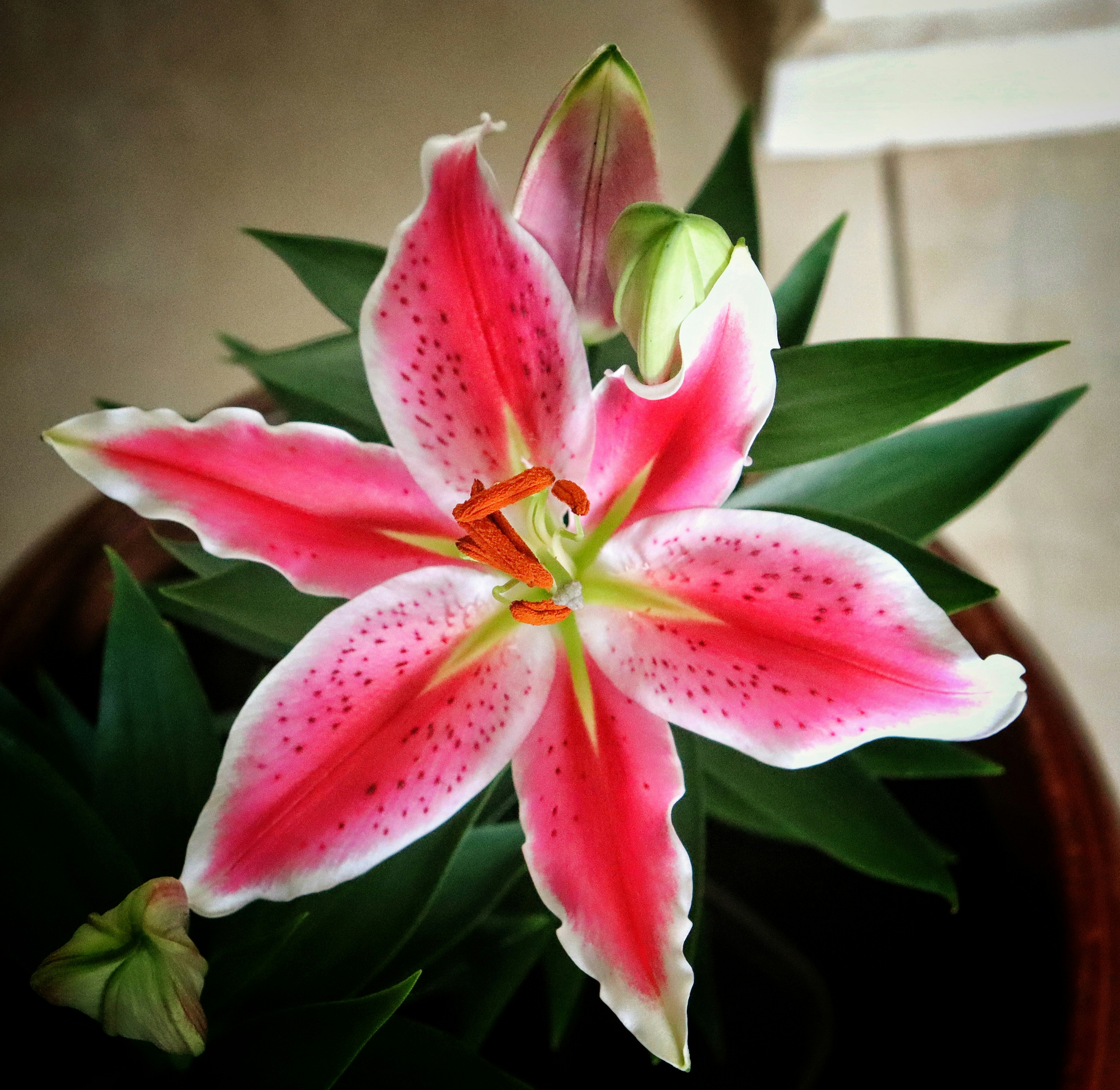 A close up of a flower in a pot photo – Free São paulo Image on Unsplash