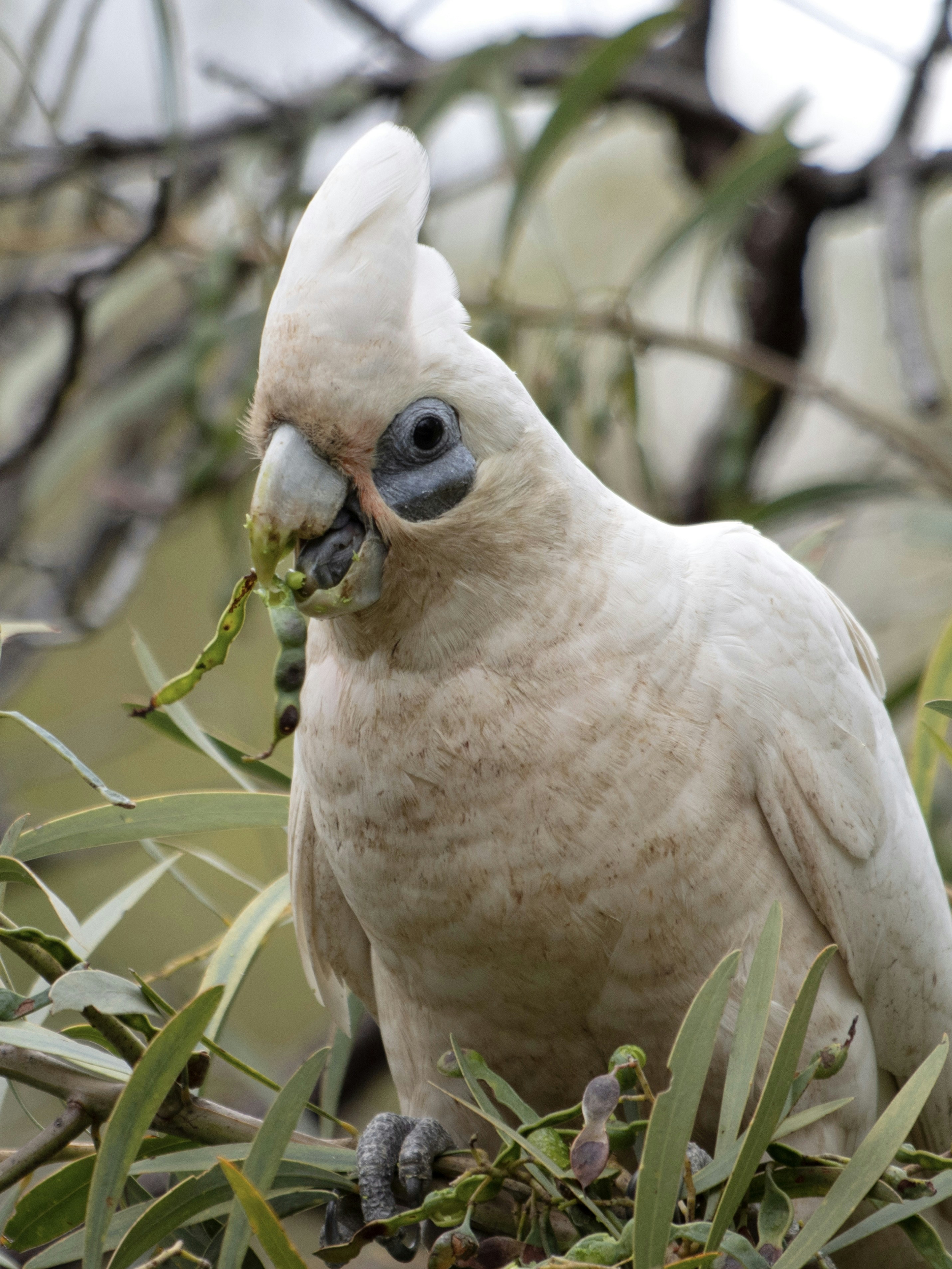 Curious Cockatoo With Green Snack Amid eucalyptus