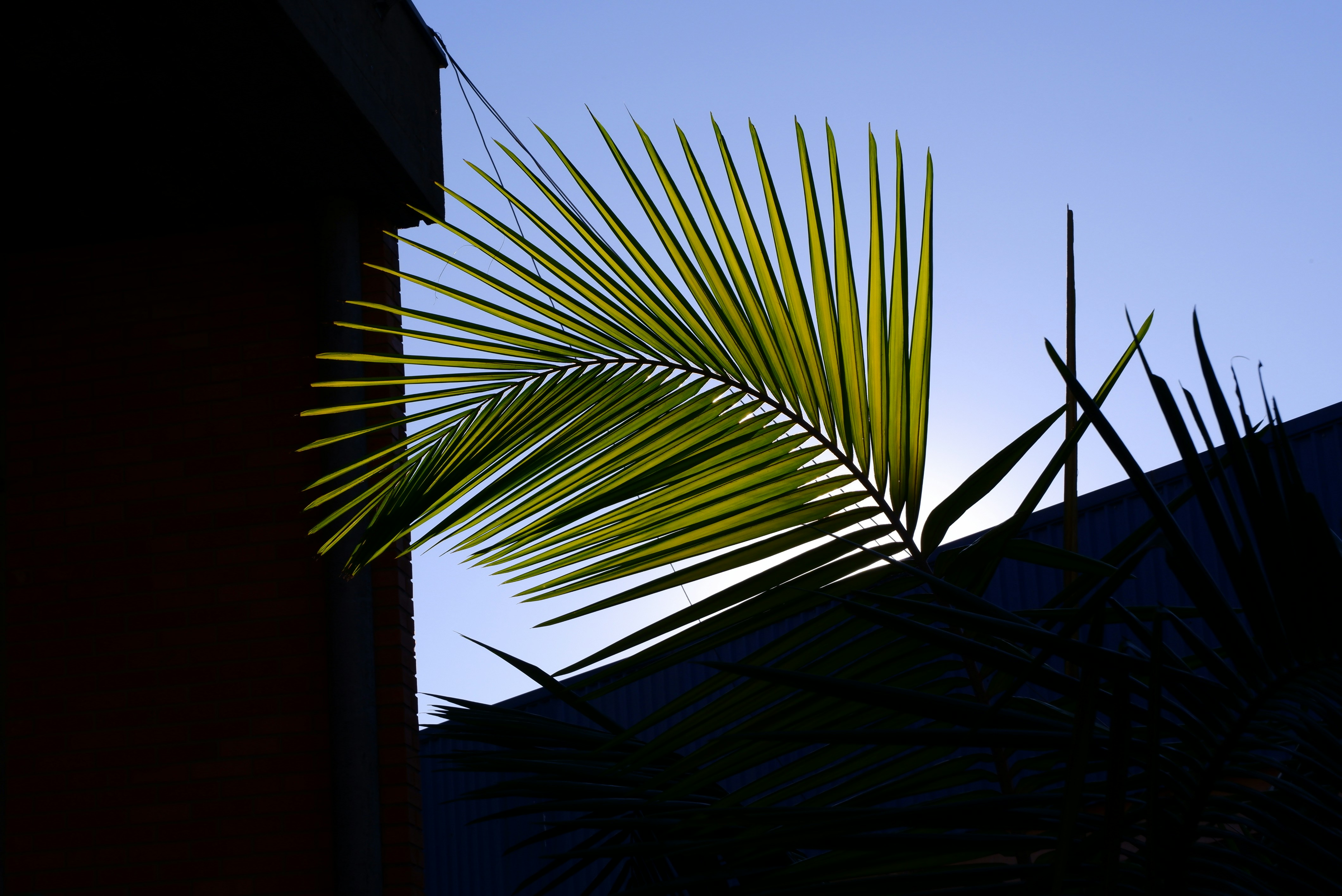 Backlit Palm Frond Against a Quiet Urban Silhouette