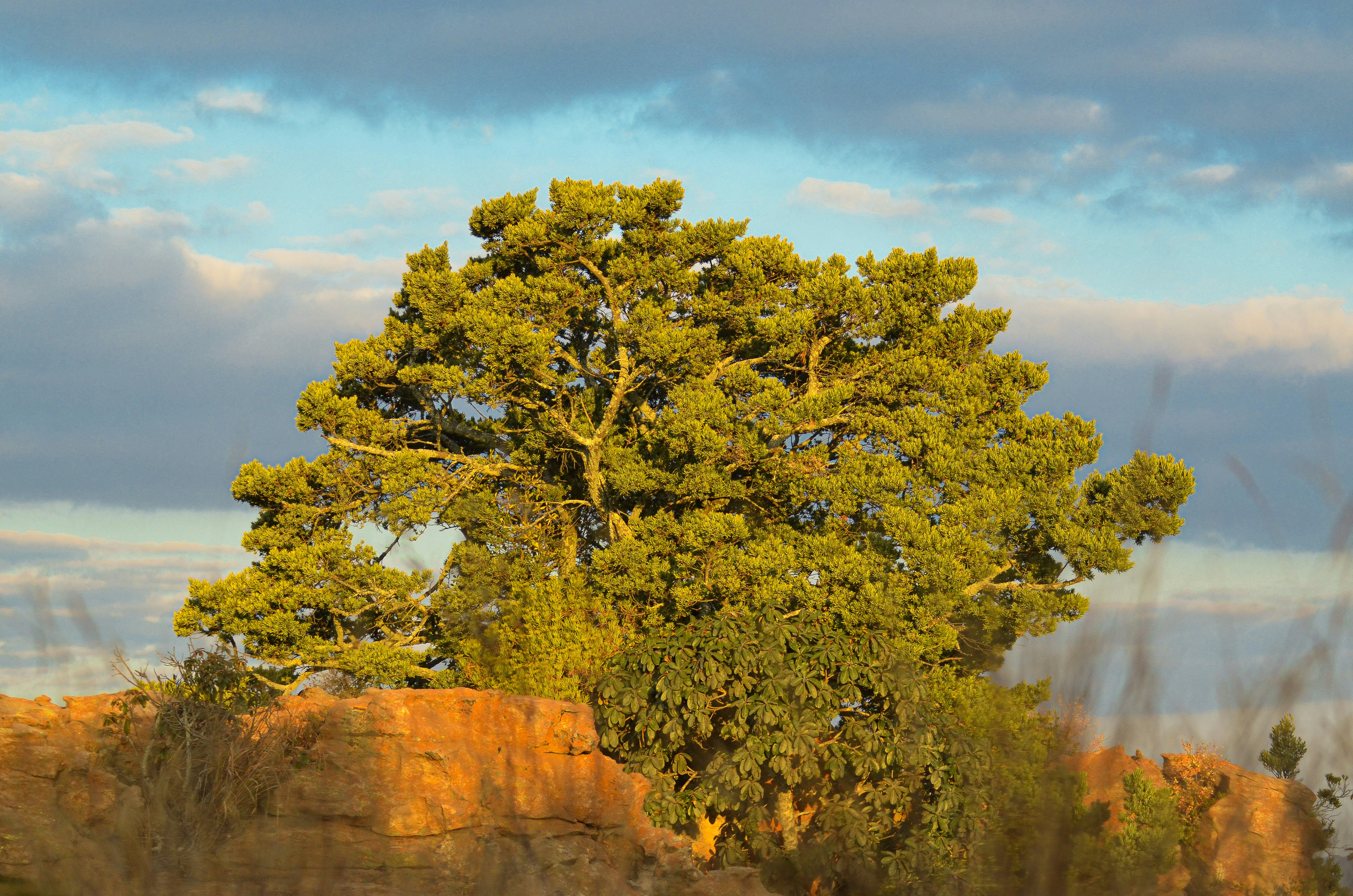 A lone tree in a field with a cliff in the background photo – Free ...