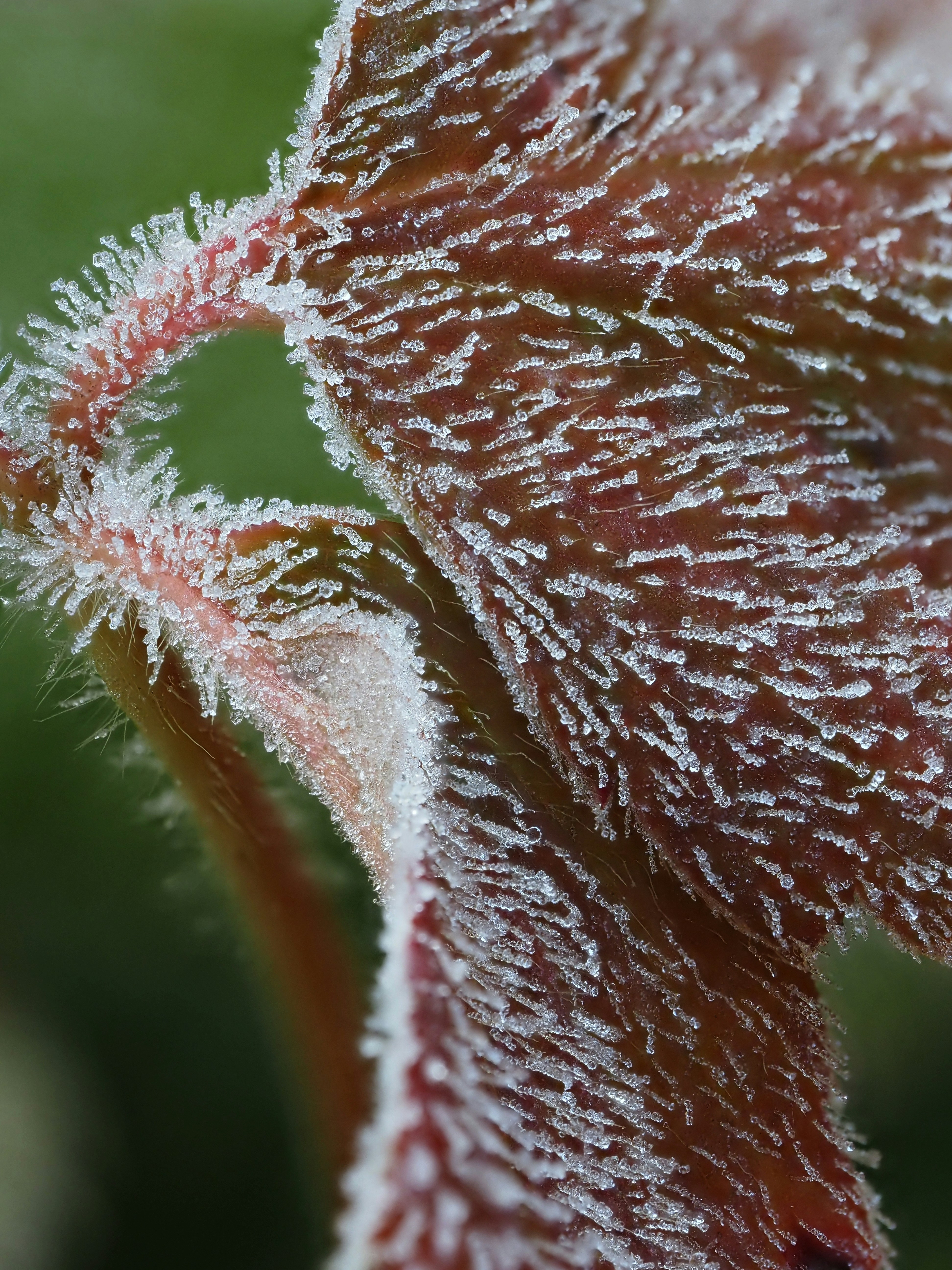 Frosted Velvet Leaf: Macro Close-Up of Frost-Covered Tendrils