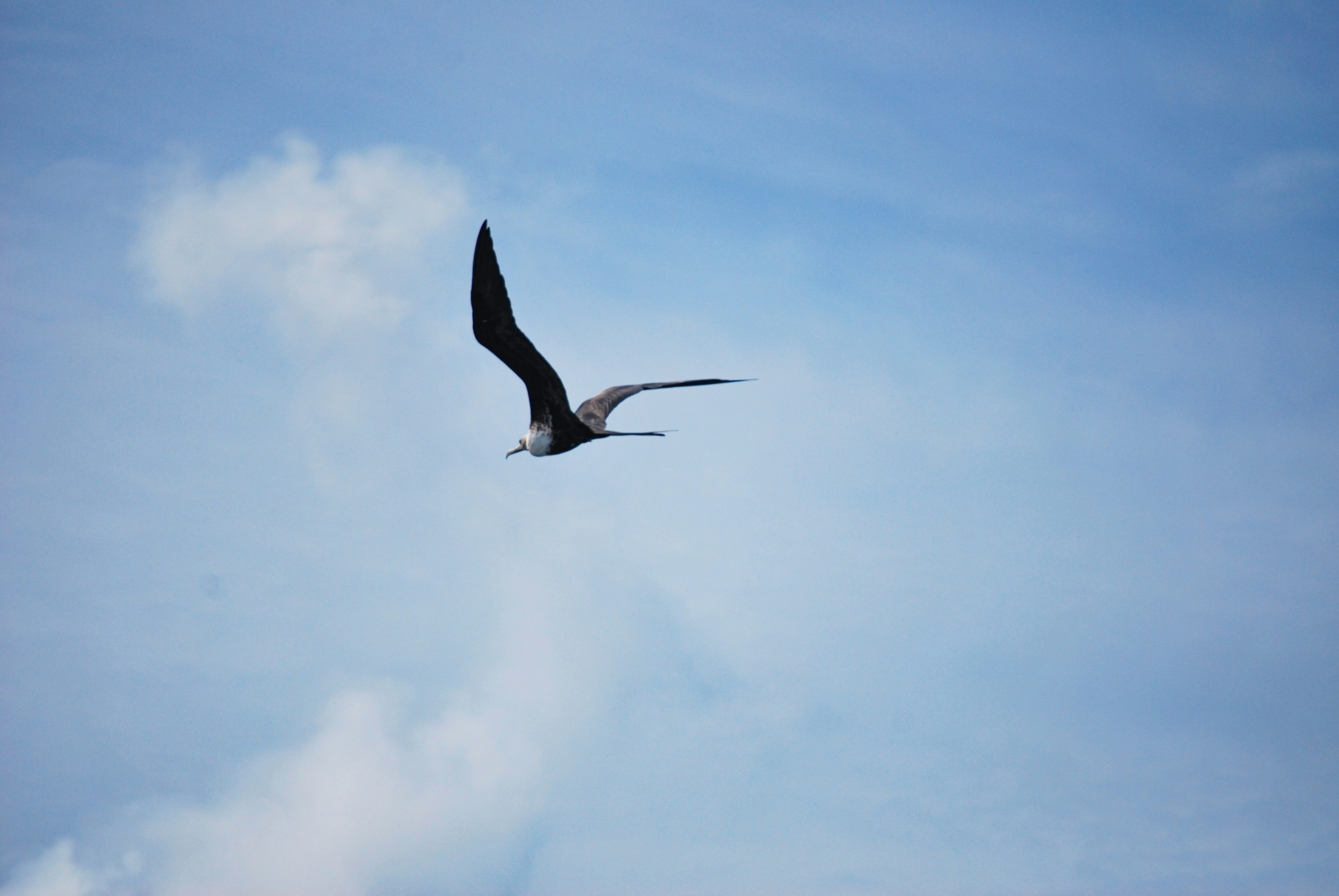 A large bird flying through a blue sky photo – Free Animal Image on ...