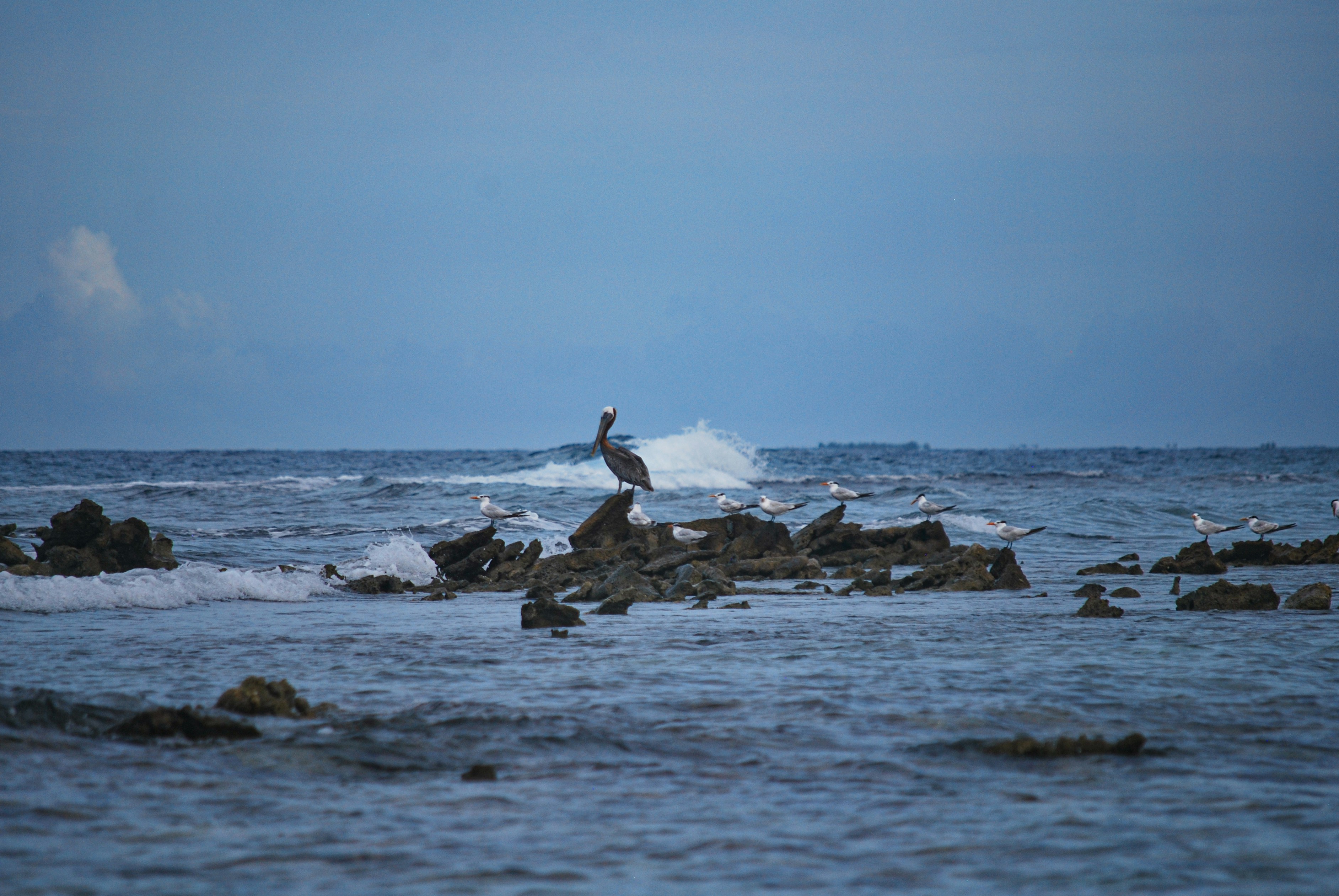 Pelican perched on rocky outcrop surrounded by gentle ocean waves under a clear blue sky.