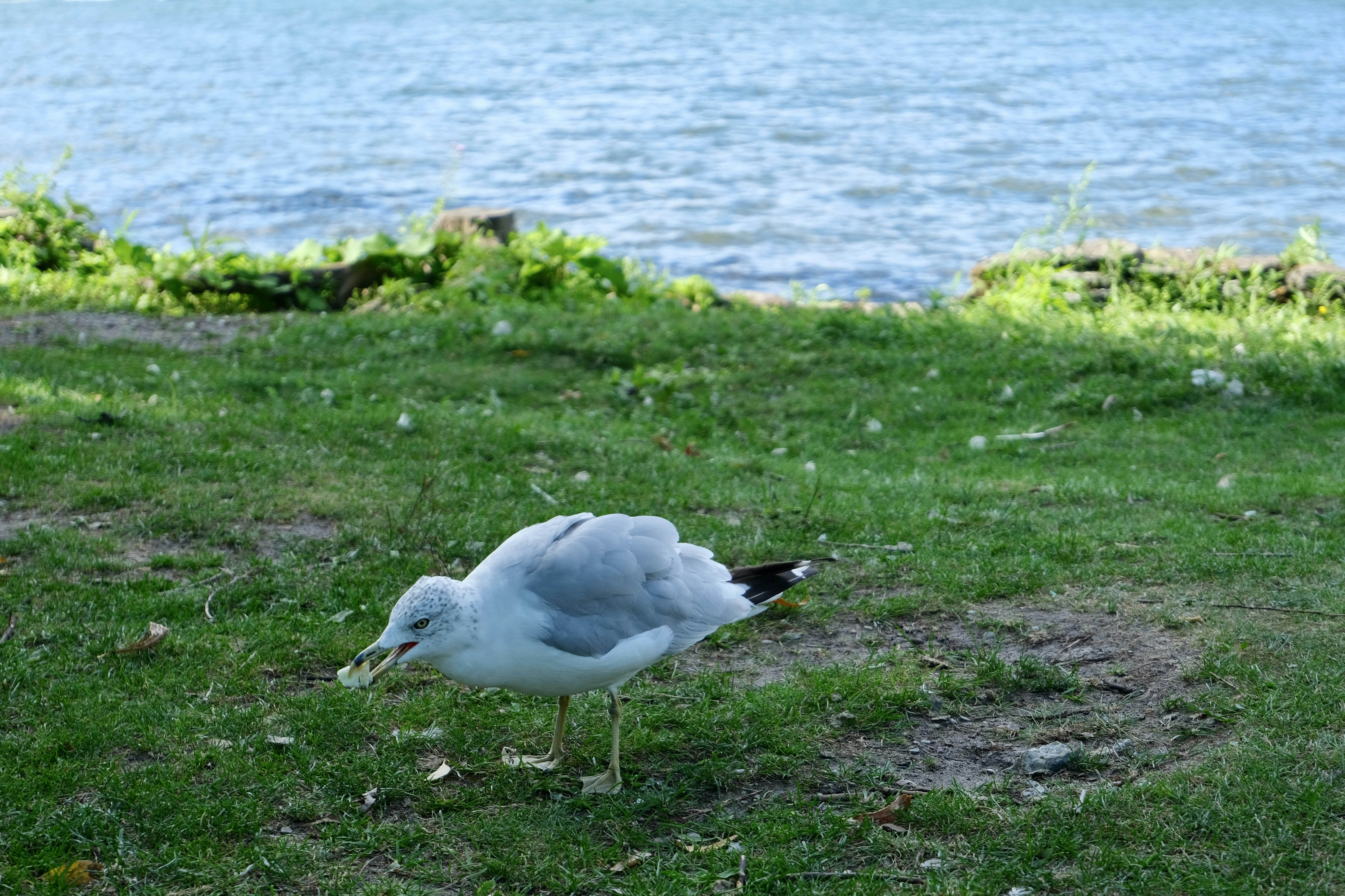 Green Verge Gull: A Seagull Pause by the Quiet Lake