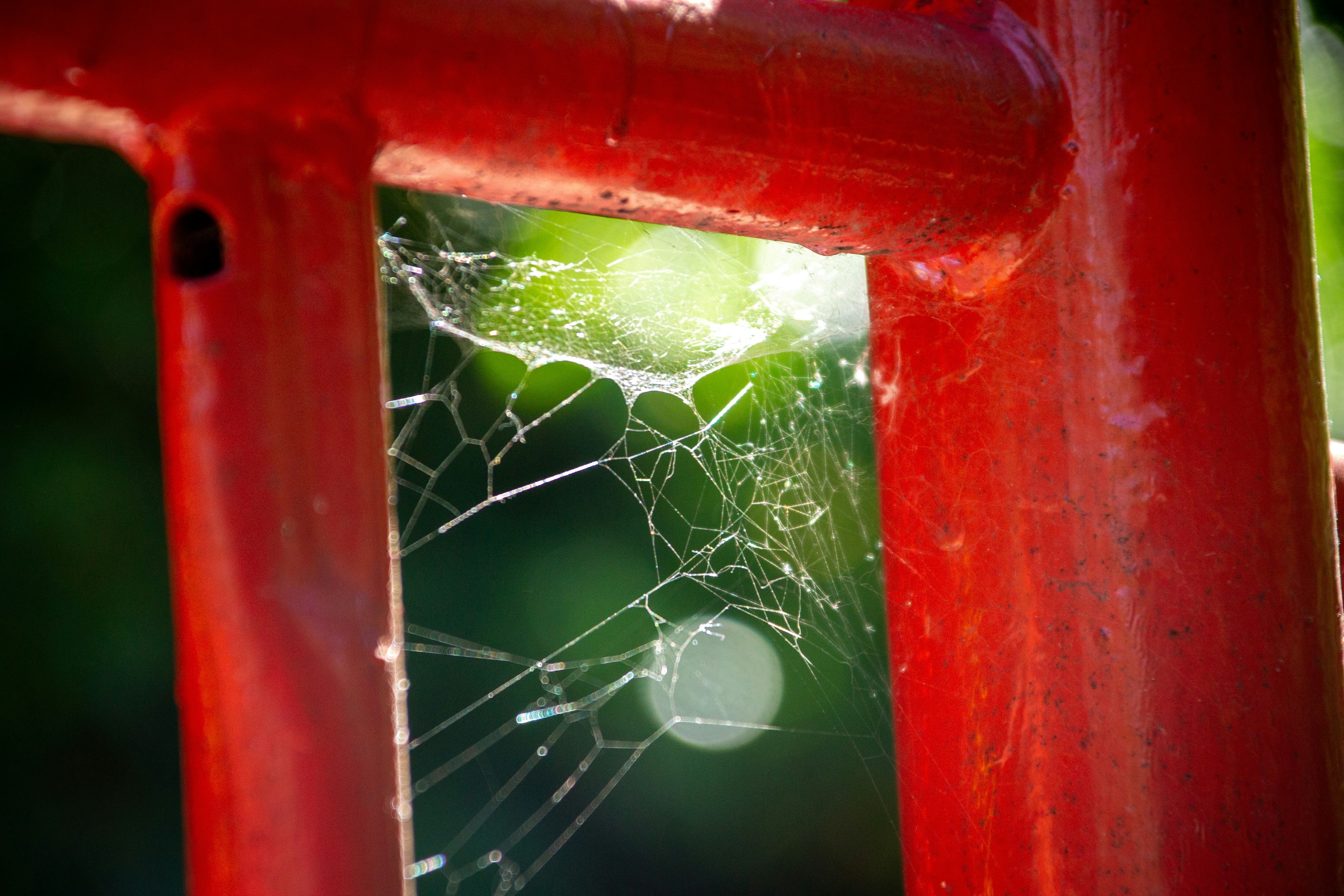 Between Red Rails: a Delicate Web Framed by Morning Light