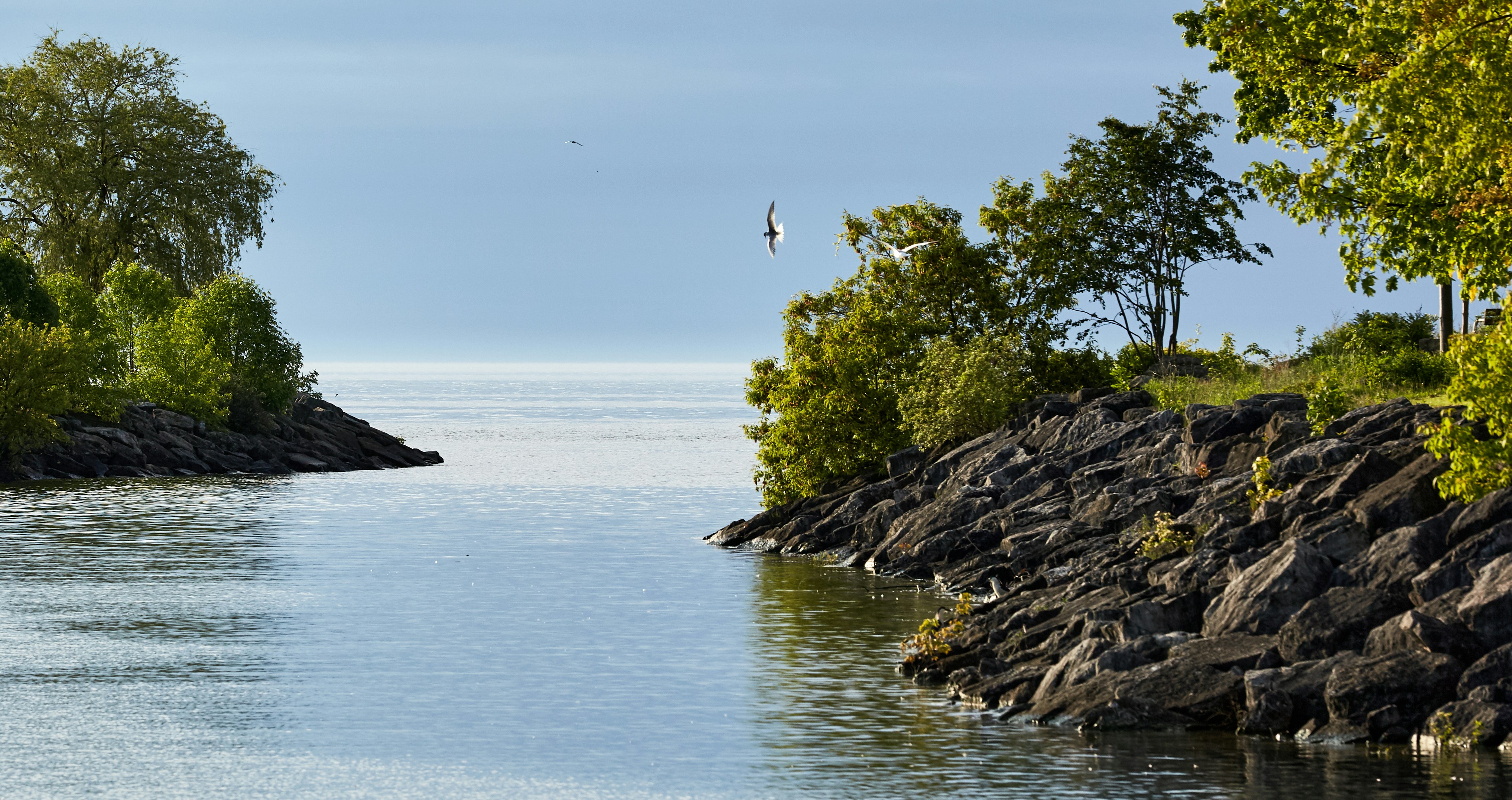 A white seagull soars over the entrance to Lake Ontario, Canada | A body of water surrounded by trees and rocks