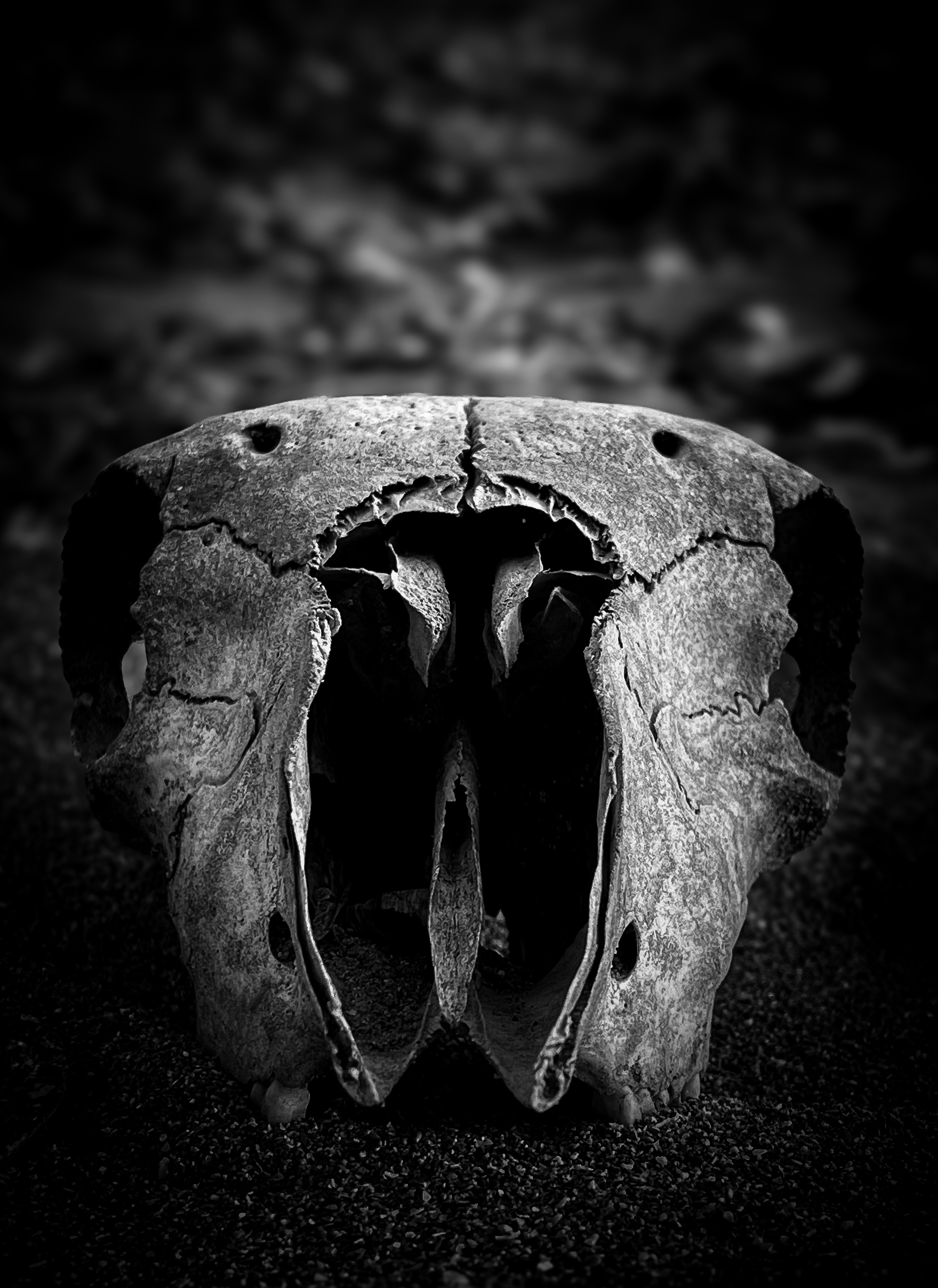 Cracked Crown: A Monochrome Skull in Shadowed Silence