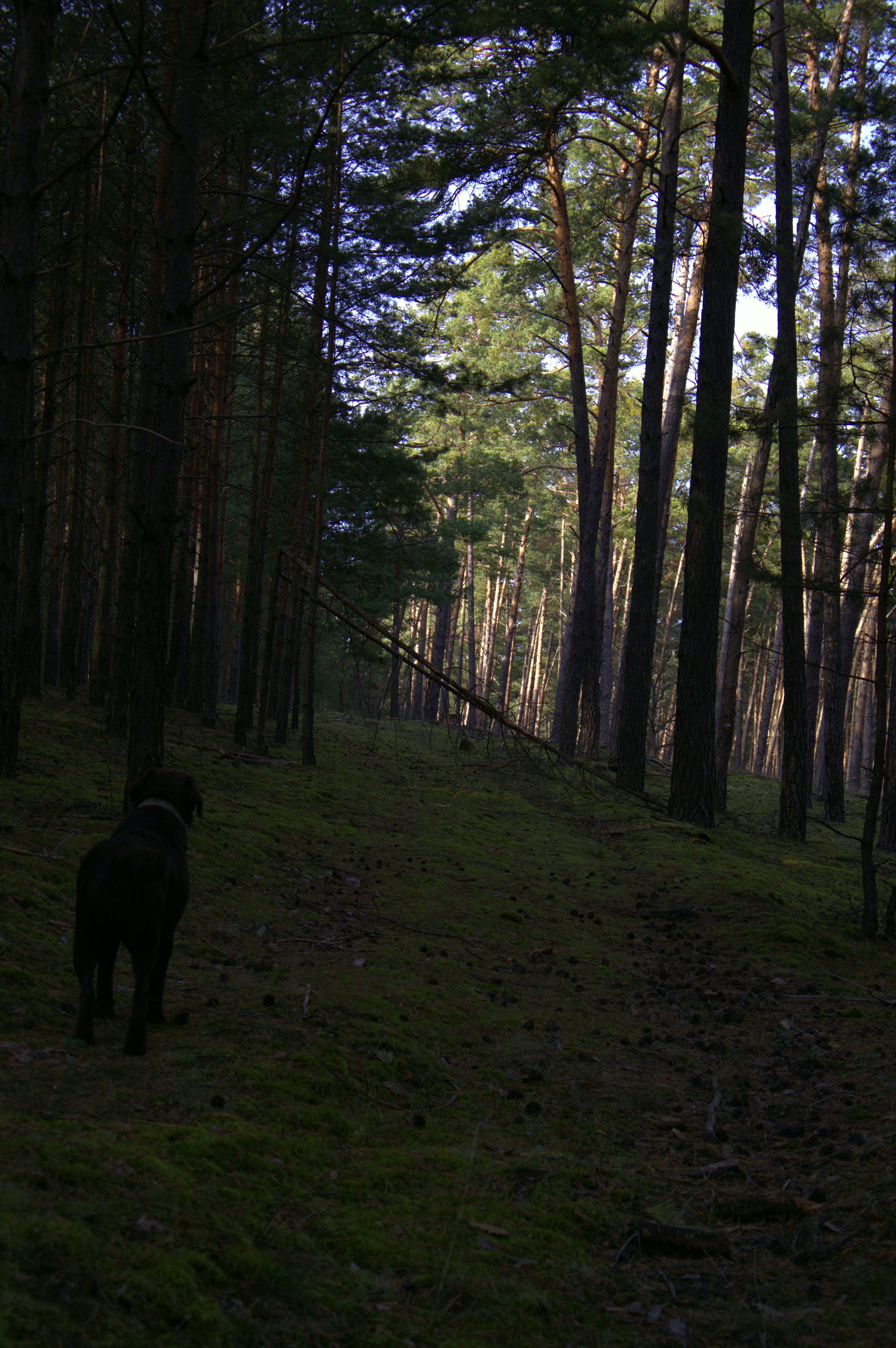 A black dog walking through a forest filled with trees