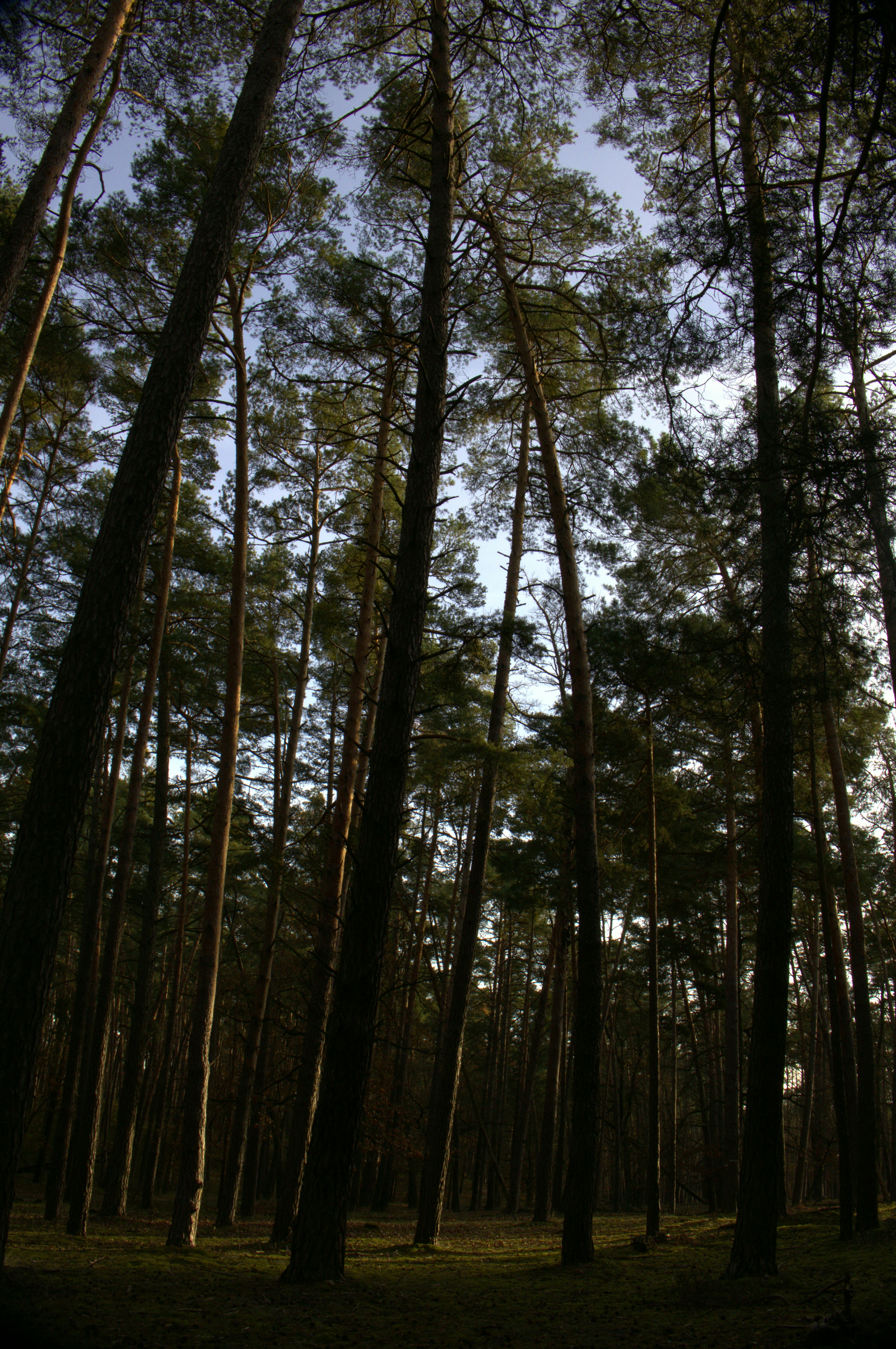 Whispers of the Tall Pines
