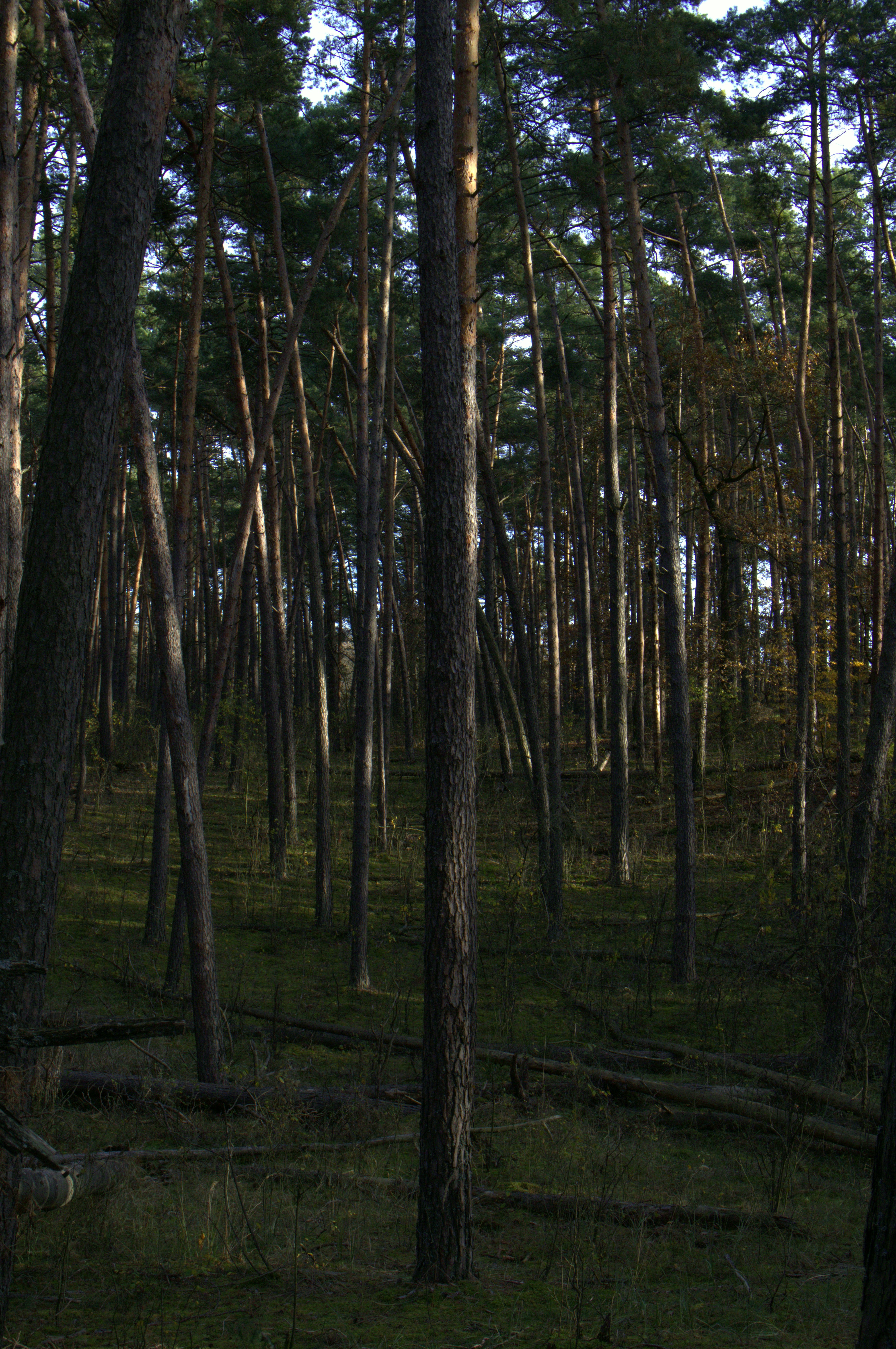 Photo by Martin Lednár with Canon EOS R50