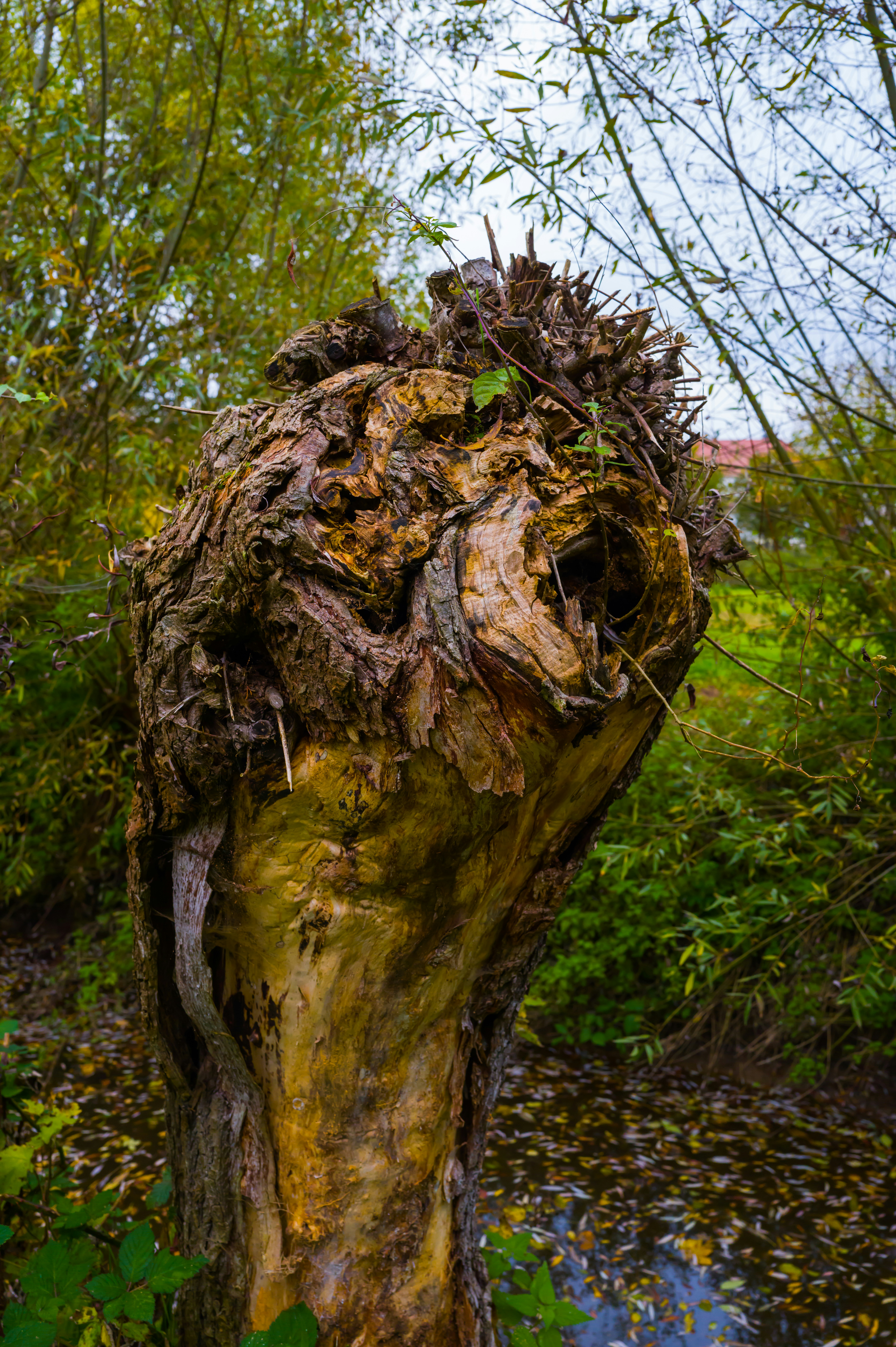 The Gnarled Sentinel by the Quiet Creek