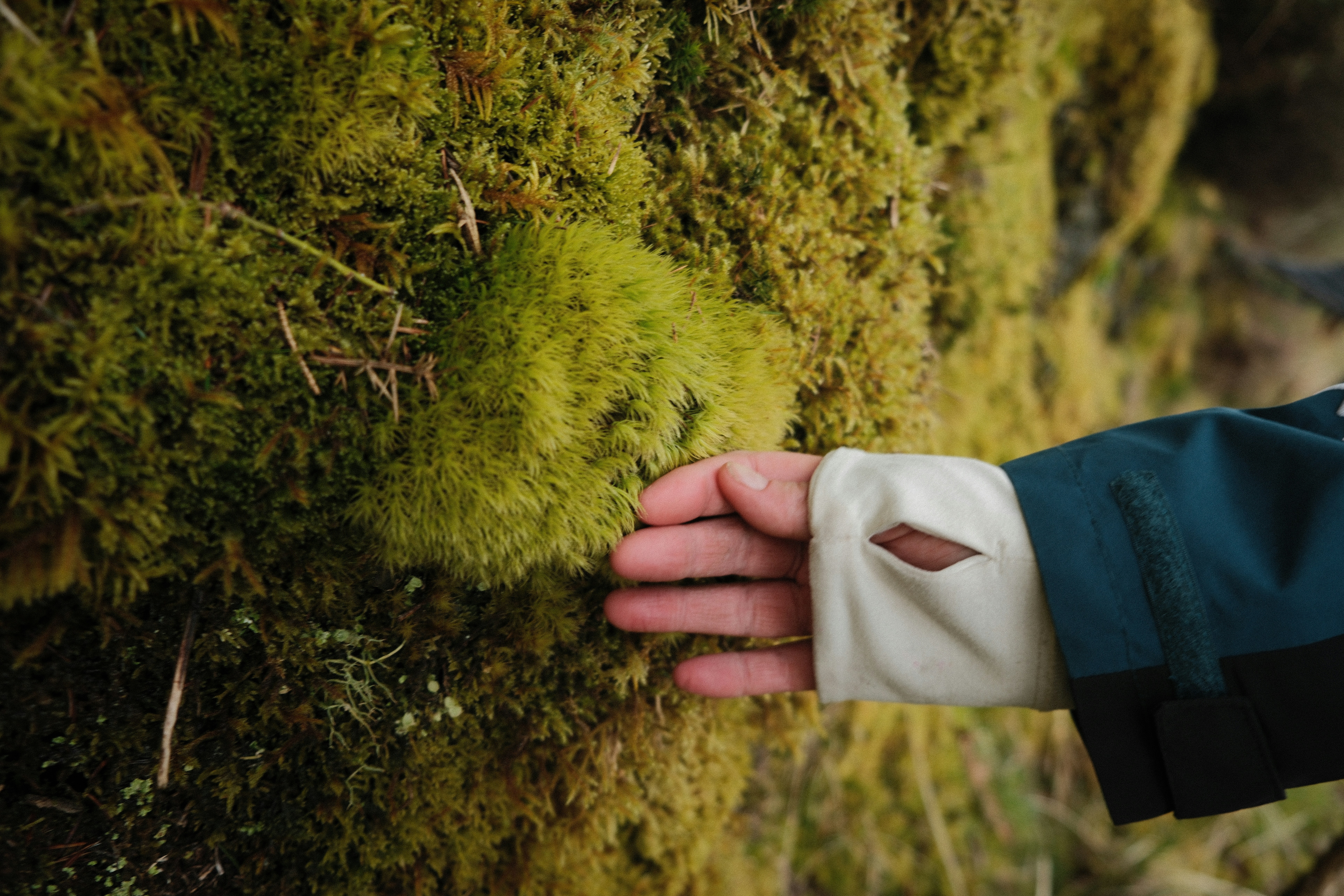 Touching Moss: A Quiet Moment on a Forest Floor