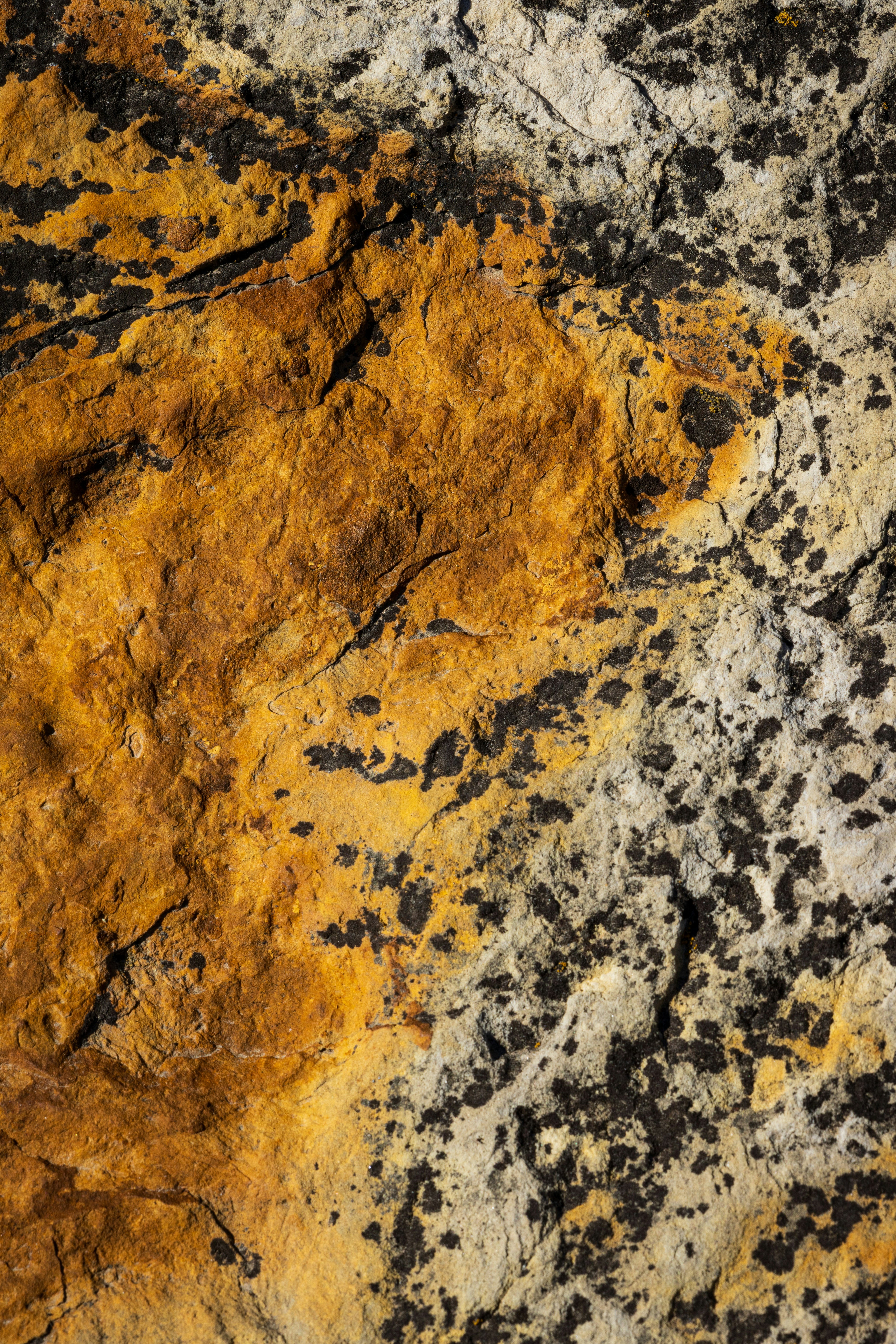 A close up of a yellow and black rock photo – Free Colorado Image on ...