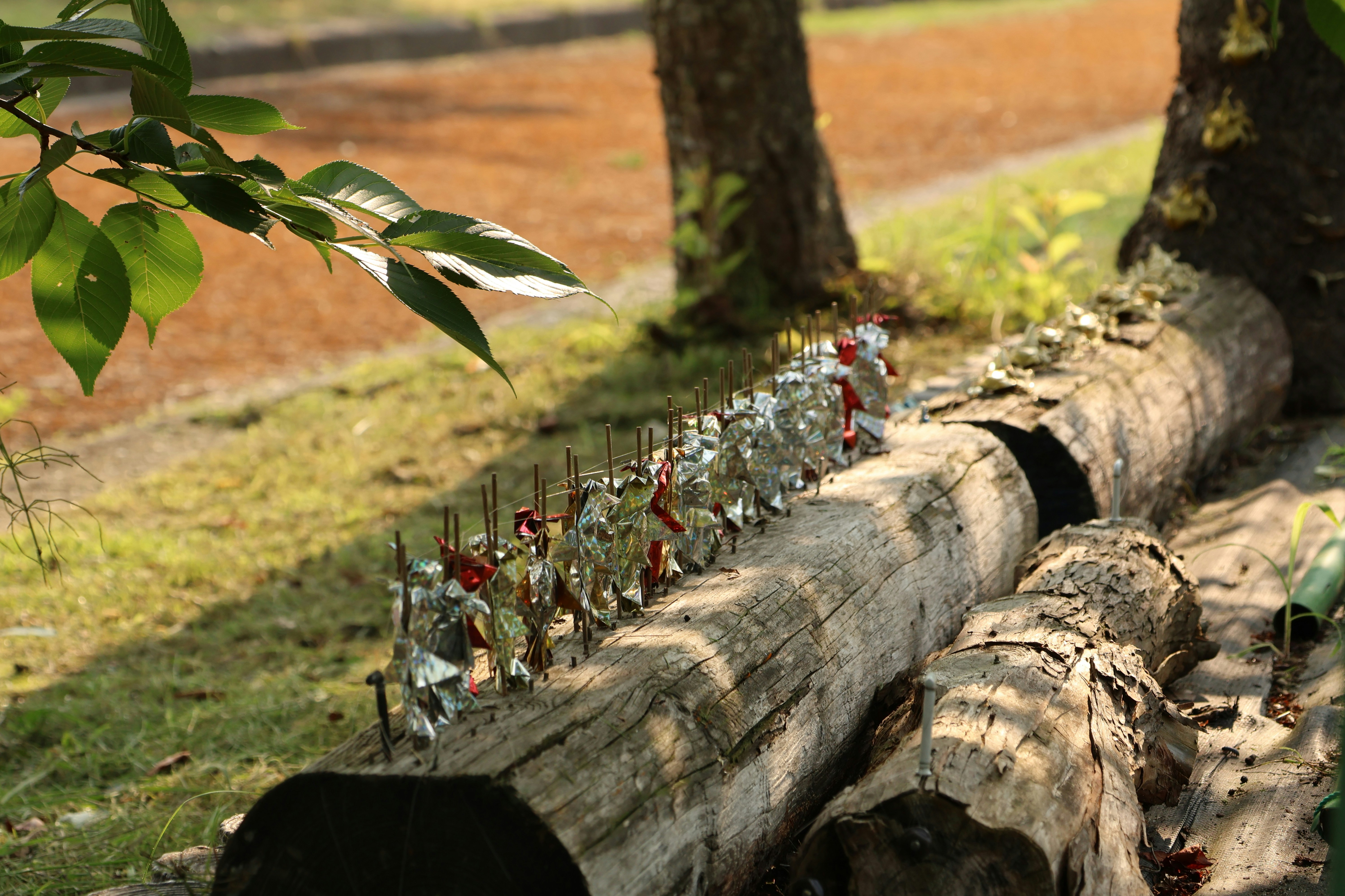 A large log sitting in the middle of a forest photo – Free Fukuurajima ...