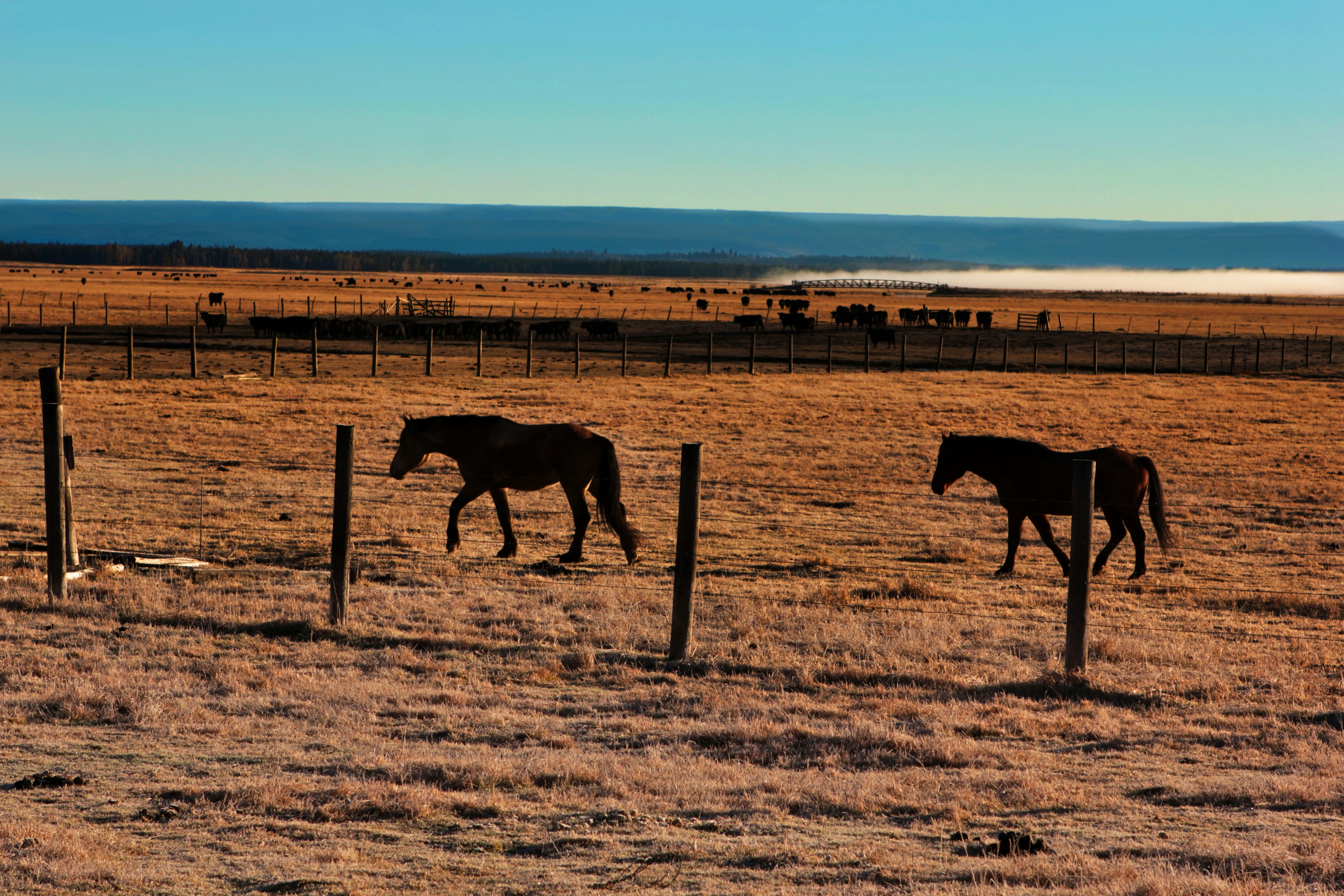 Foto Beberapa kuda yang berdiri di rumput – Gambar Merah Gratis di Unsplash