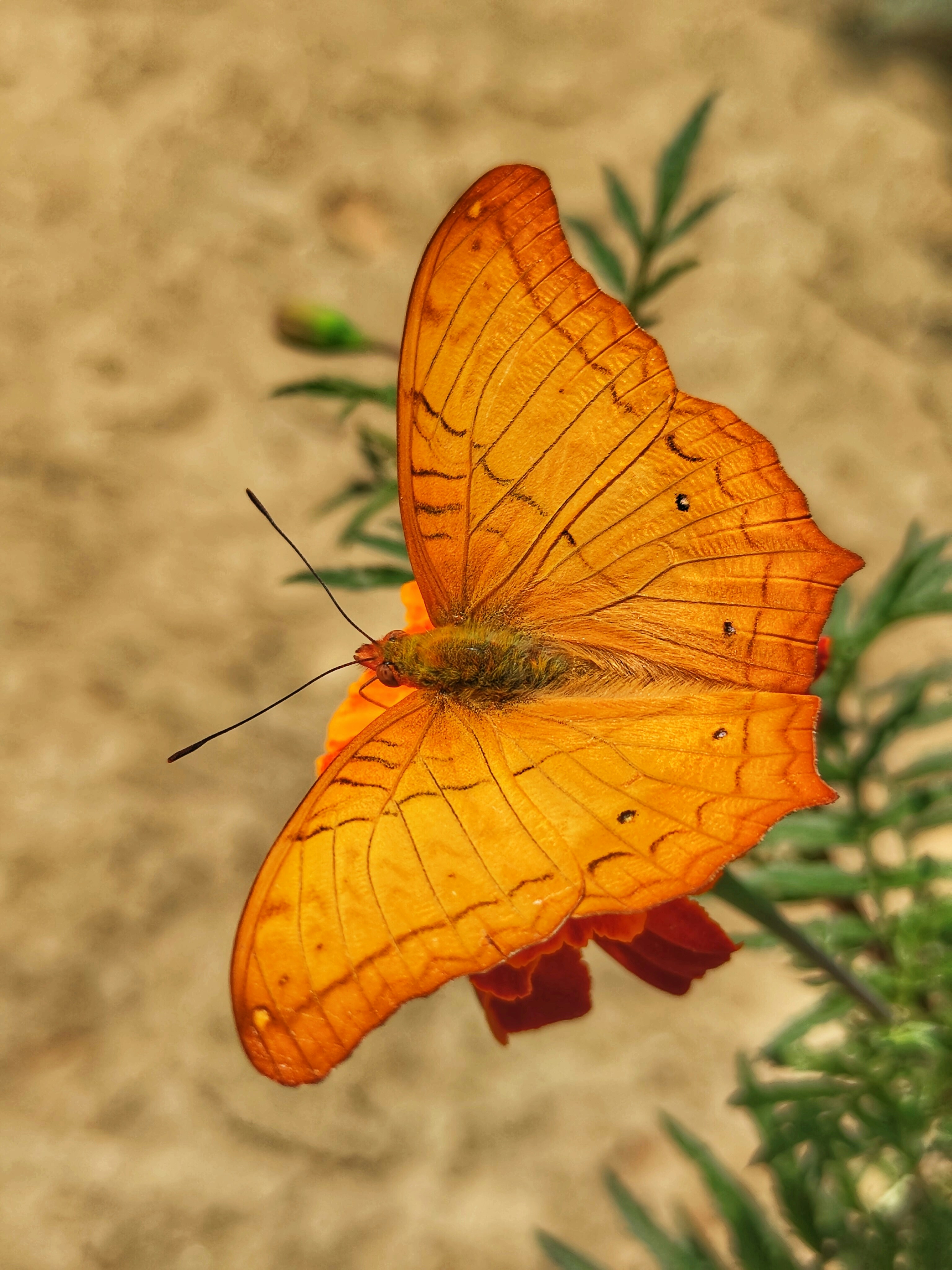 The beautiful butterfly flutters gracefully through the air, its delicate wings a mesmerizing blend of yellow and orange. Each flutter reveals a stunning display of warm, sun-kissed hues that shimmer in the light, evoking a sense of joy and wonder. It dances from flower to flower, adding a splash of vibrant beauty to the serene landscape.