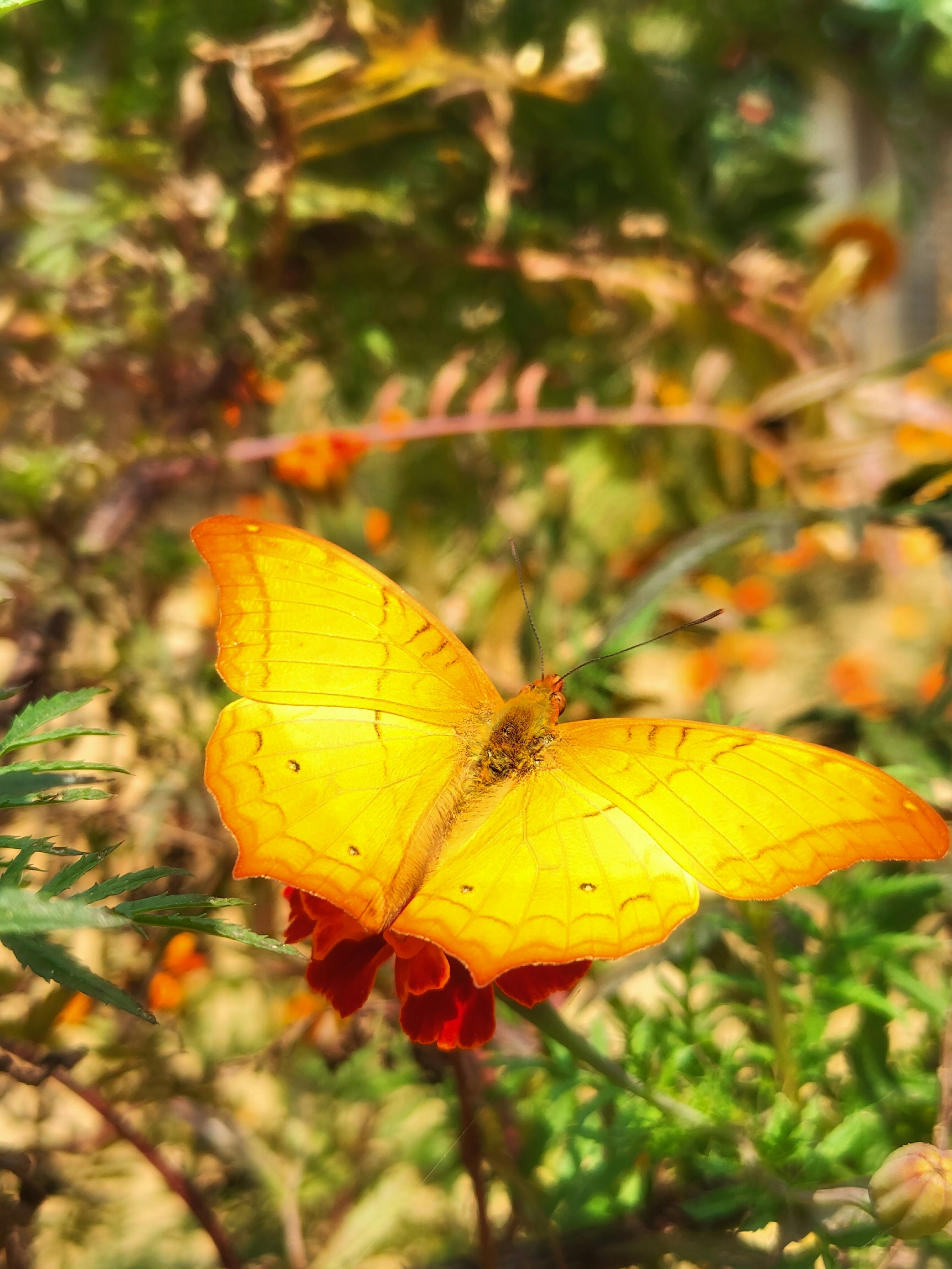 Golden Wings on a Sunlit Blossom