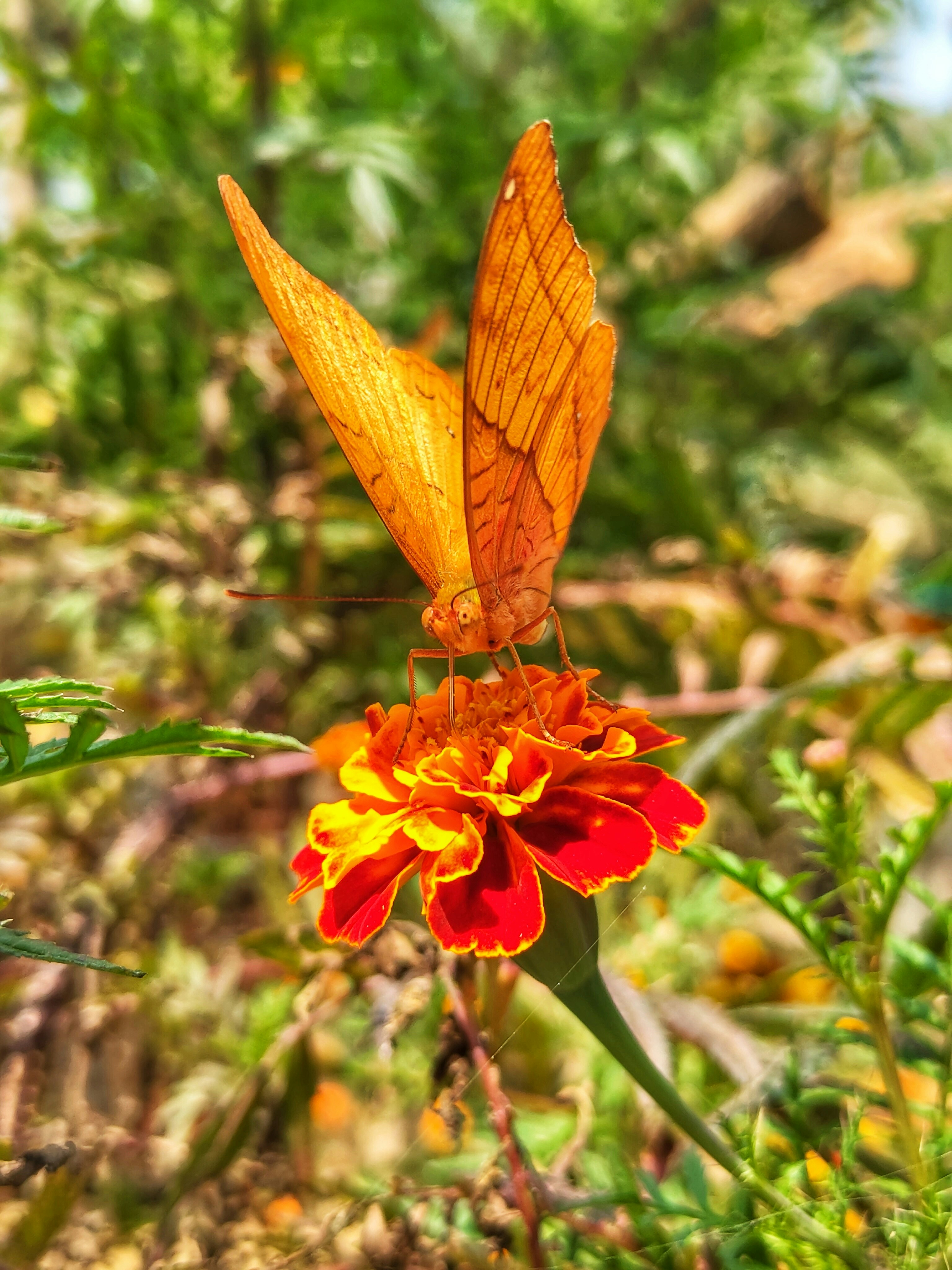 Close-up photograph of an orange butterfly perched on a vibrant marigold in a sunlit garden. The shot emphasizes the delicate wings and vivid petals.