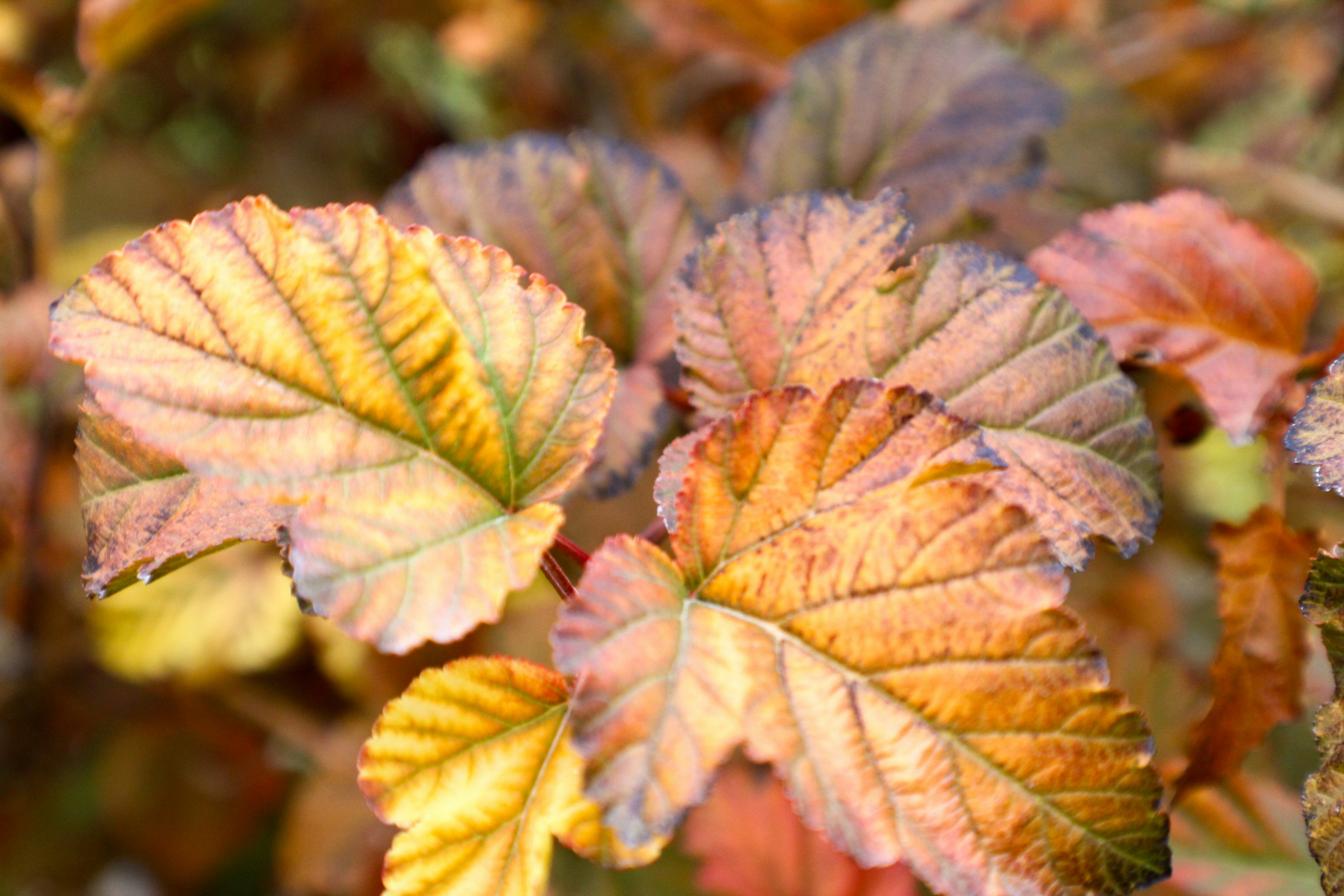 Autumn Veil: Coral-tinged Leaves in Soft Focus