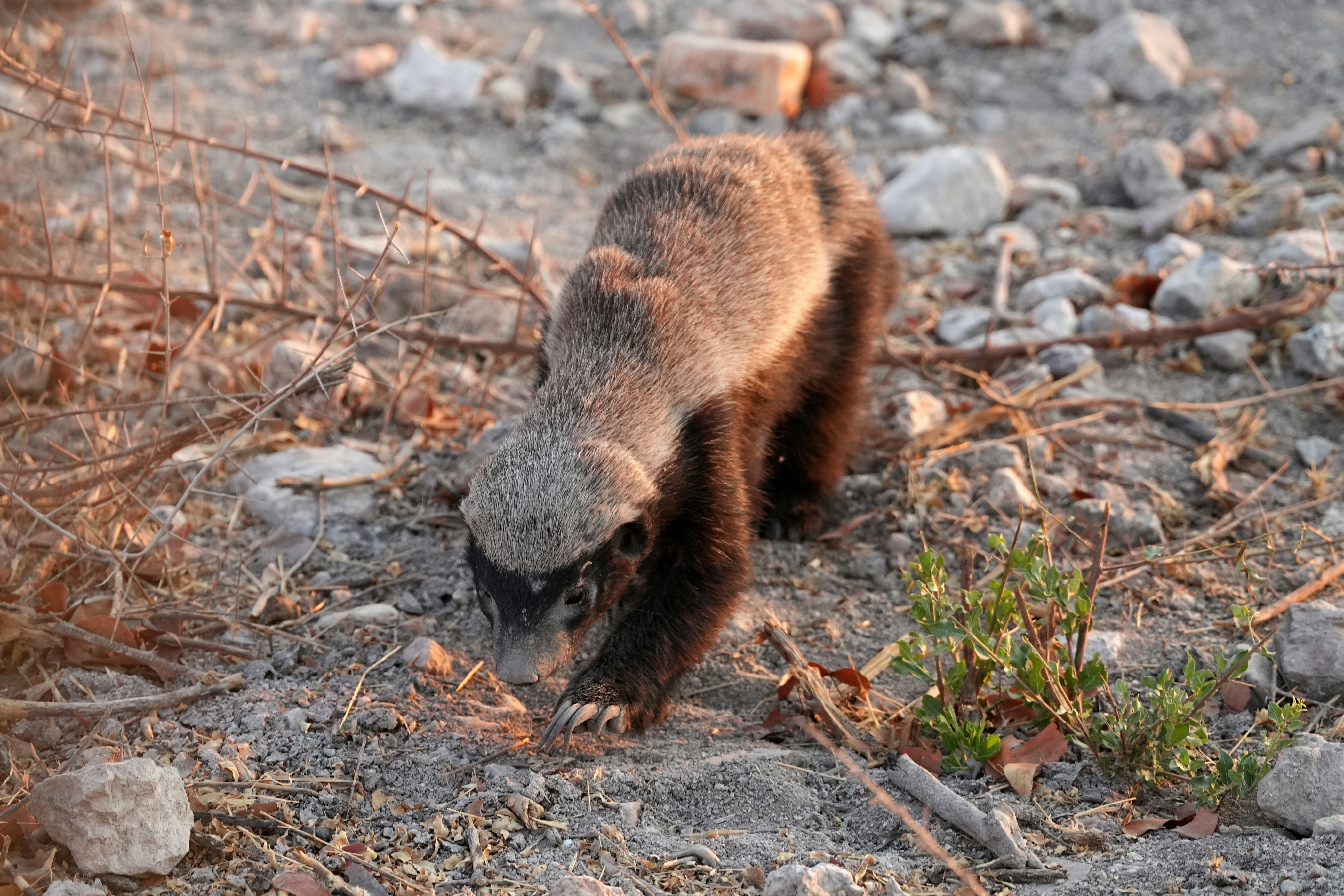 A brown bear walking across a rocky field photo – Free Namibia Image on ...