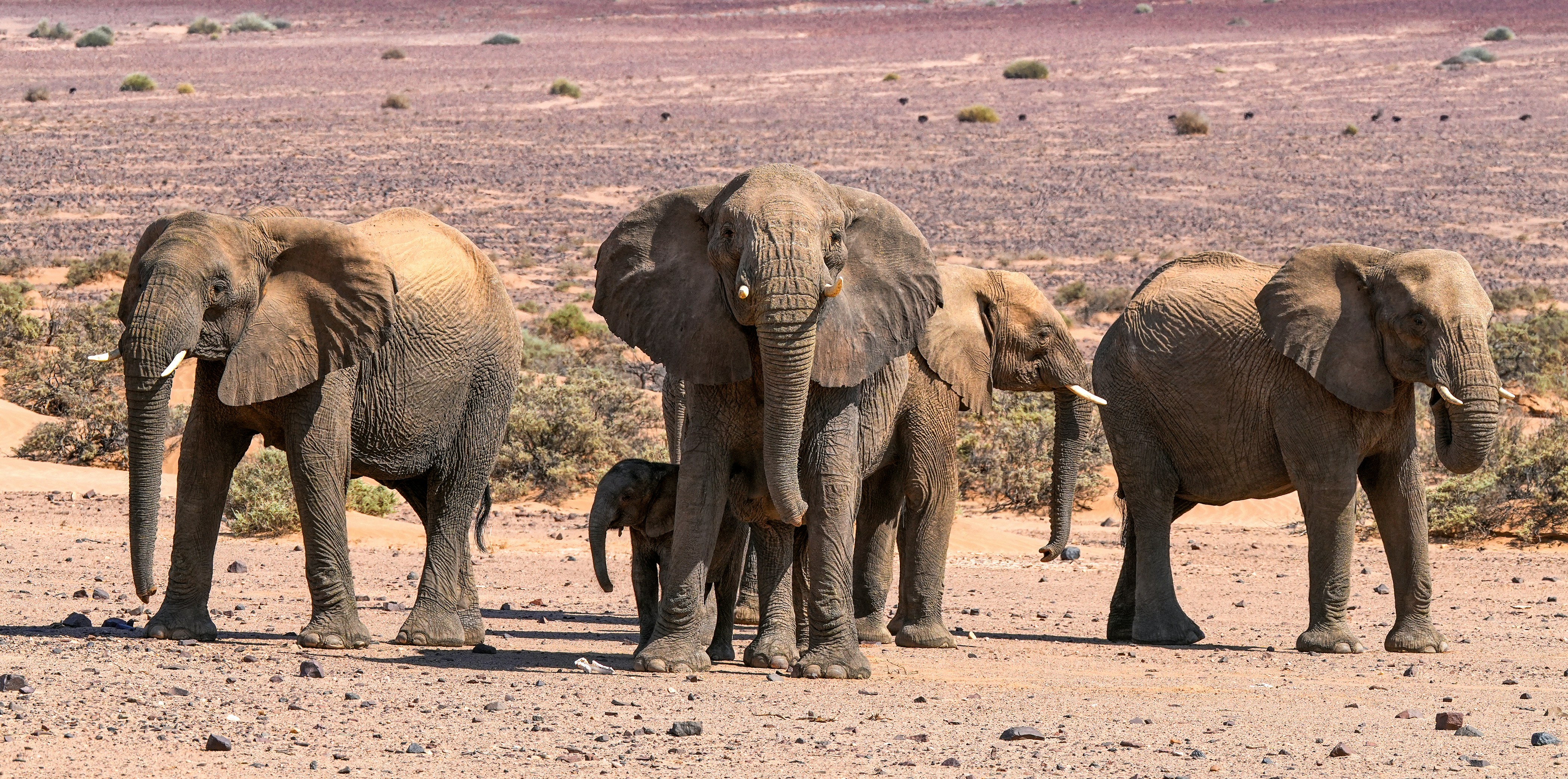Dust and Trunks: A Matriarchal Elephant Herd on a Parched Savanna