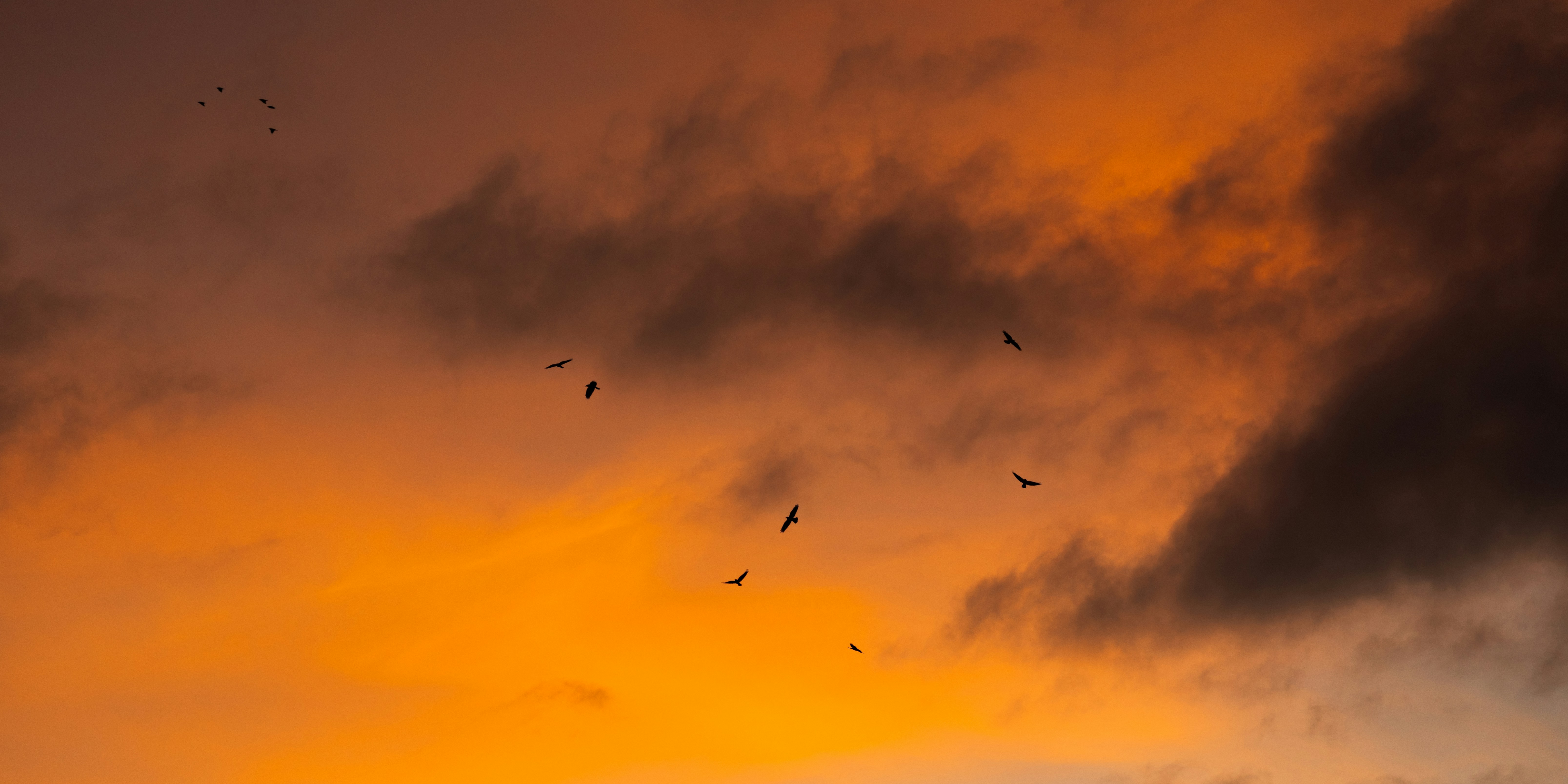 Molten Dusk: Silhouetted Birds Across a Firelit Sky