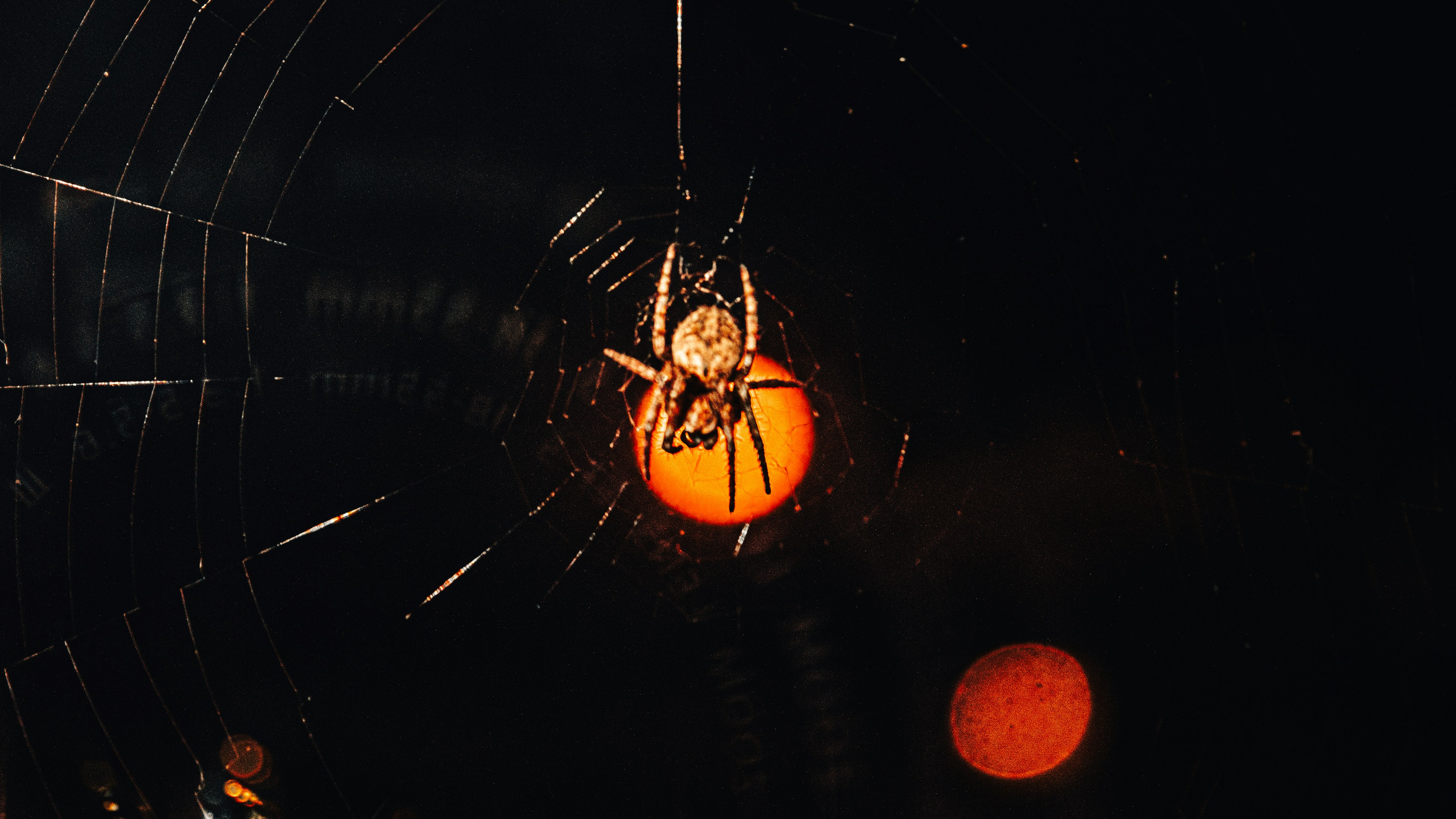 Amber Silk Lantern: Spider Centered in a Night-Glow Web