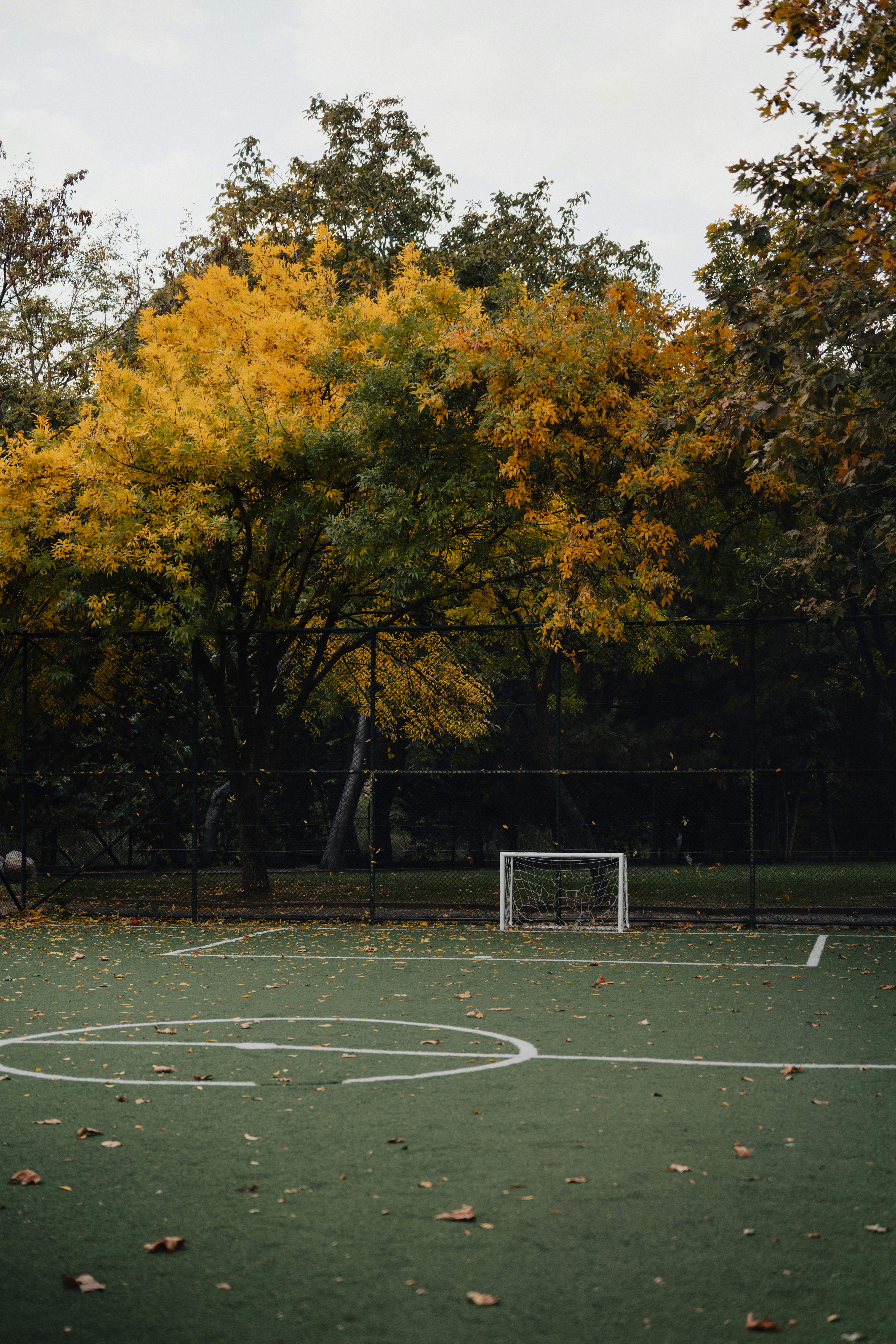 Golden Canopy and a Lonely Goal: Autumn's Quiet Field