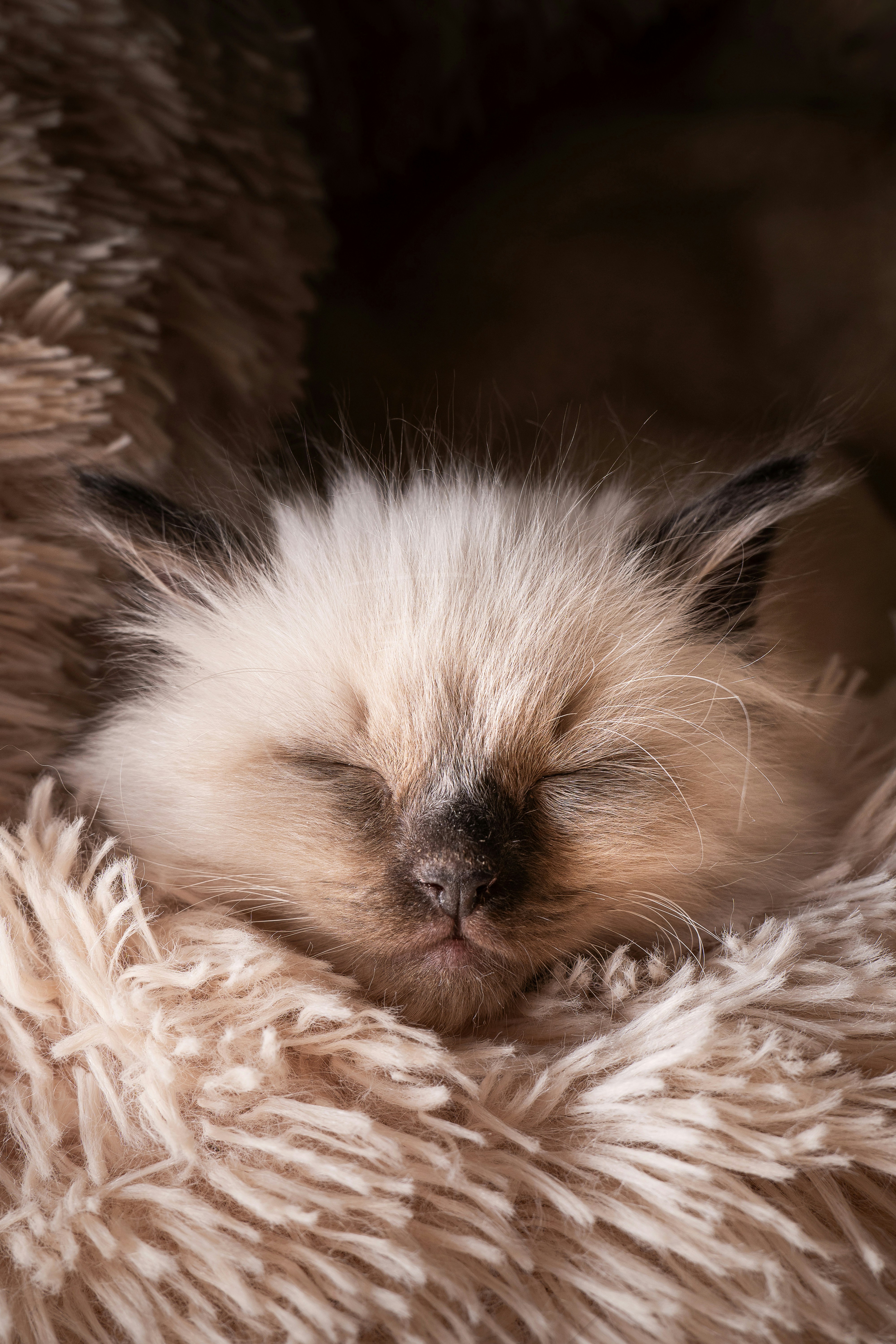 Nap in the Plush: A Cream-Furred Kitten in a Cozy Hideaway