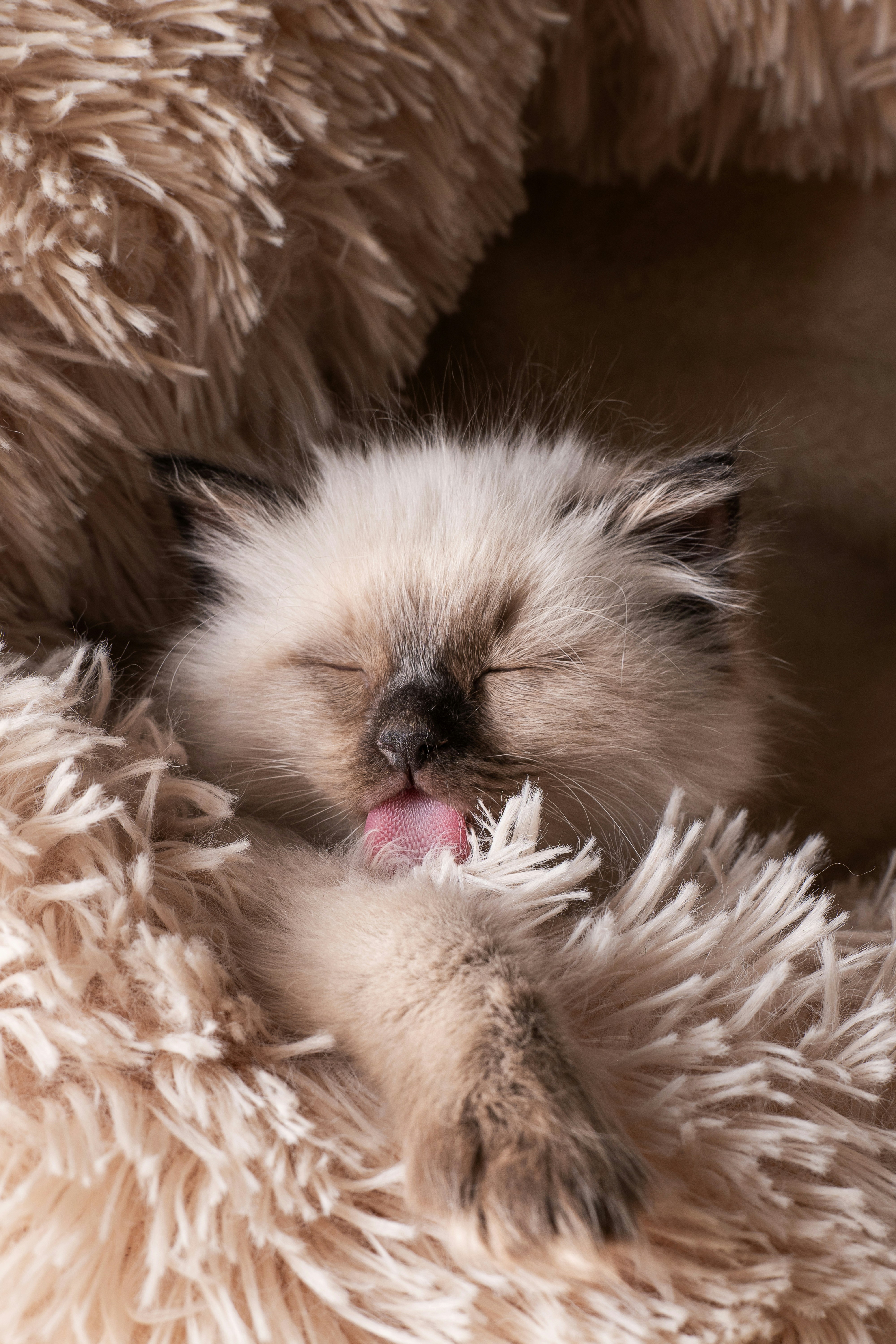 A small kitten is sleeping in a fluffy cat bed photo – Free Cat ...
