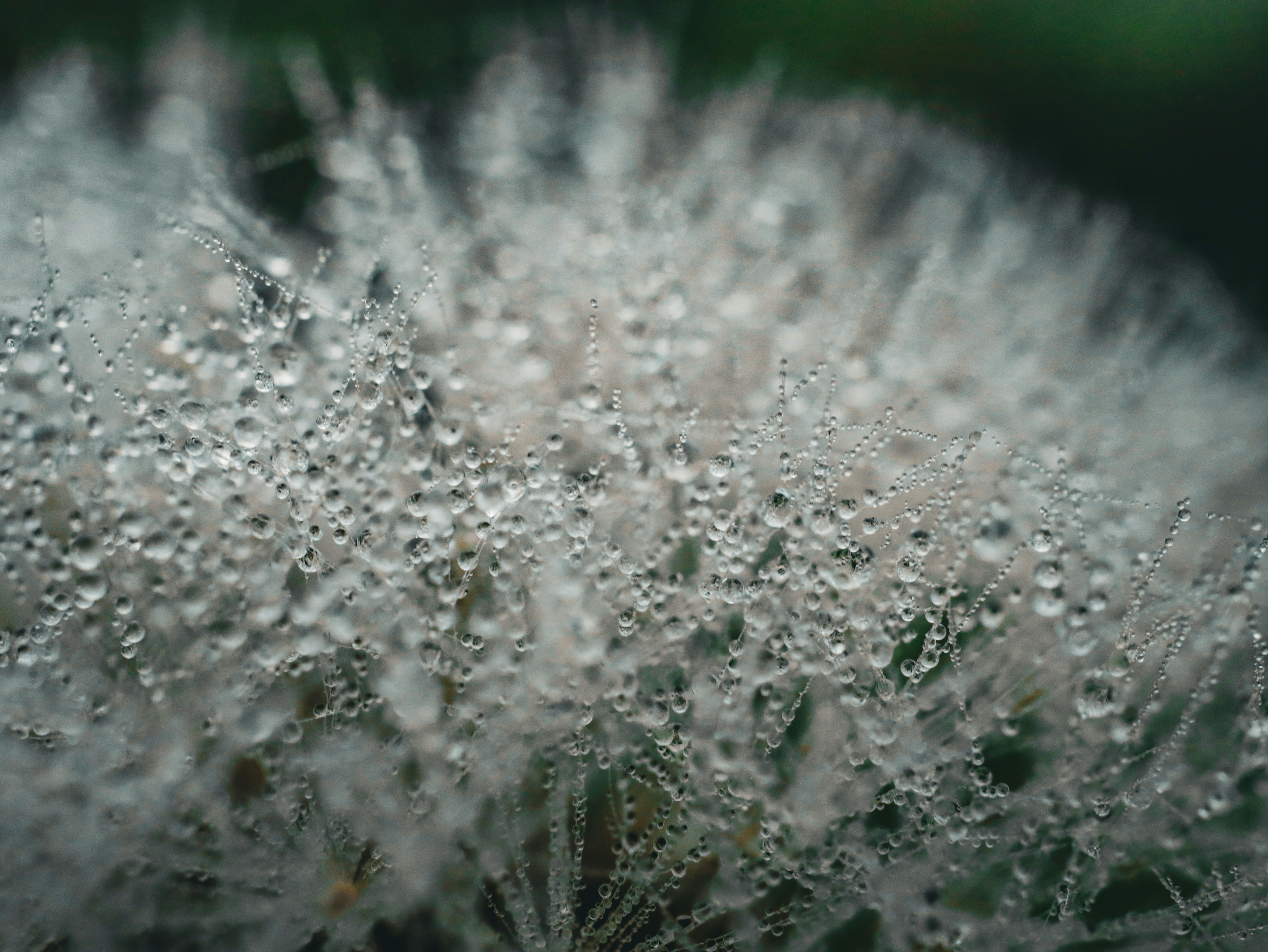 Morning Dew Lattice: Close-Up of Frost-Kissed Plant Filaments
