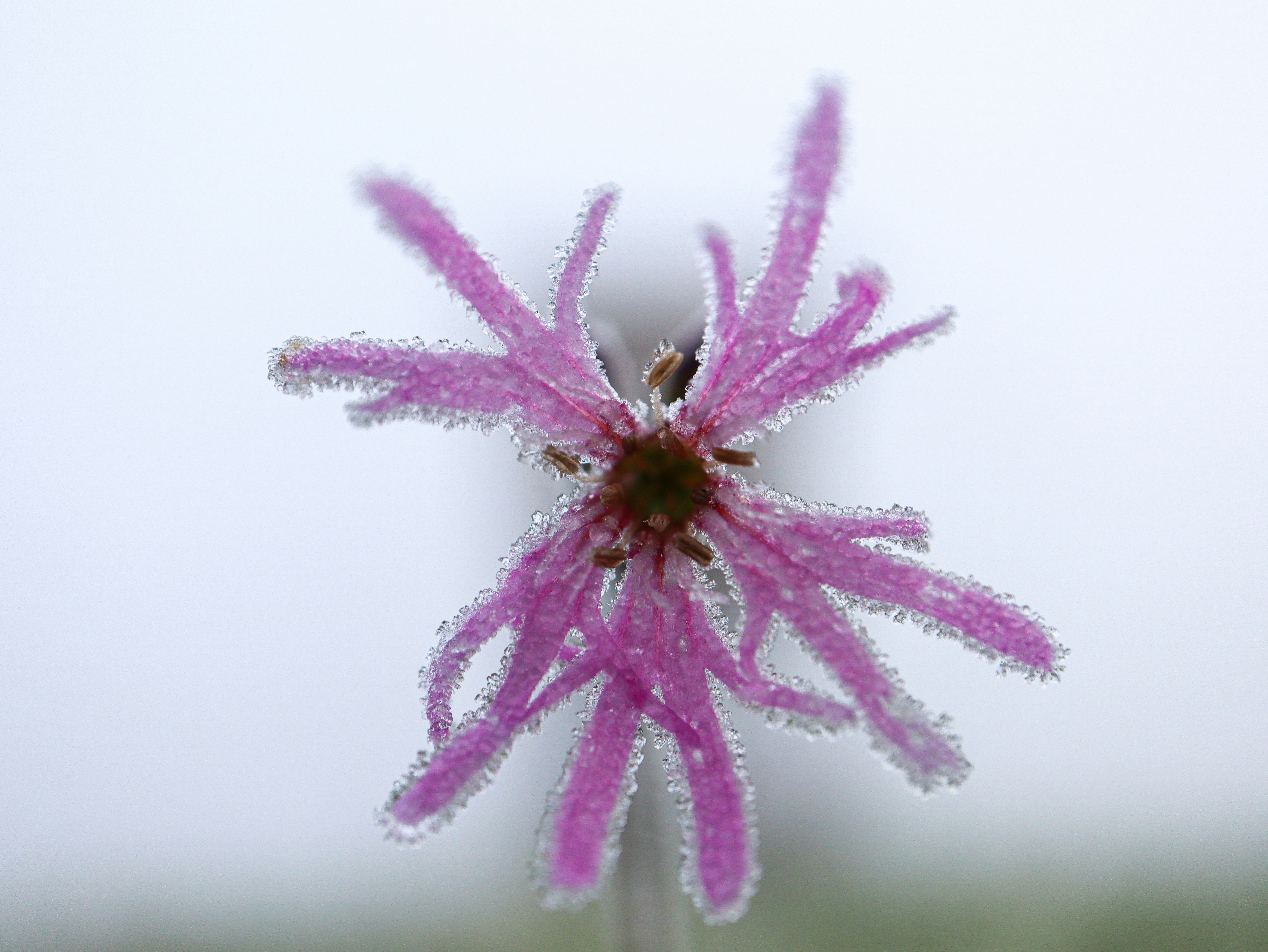 Frosted Magenta: Crystalline Petals in Quiet Light