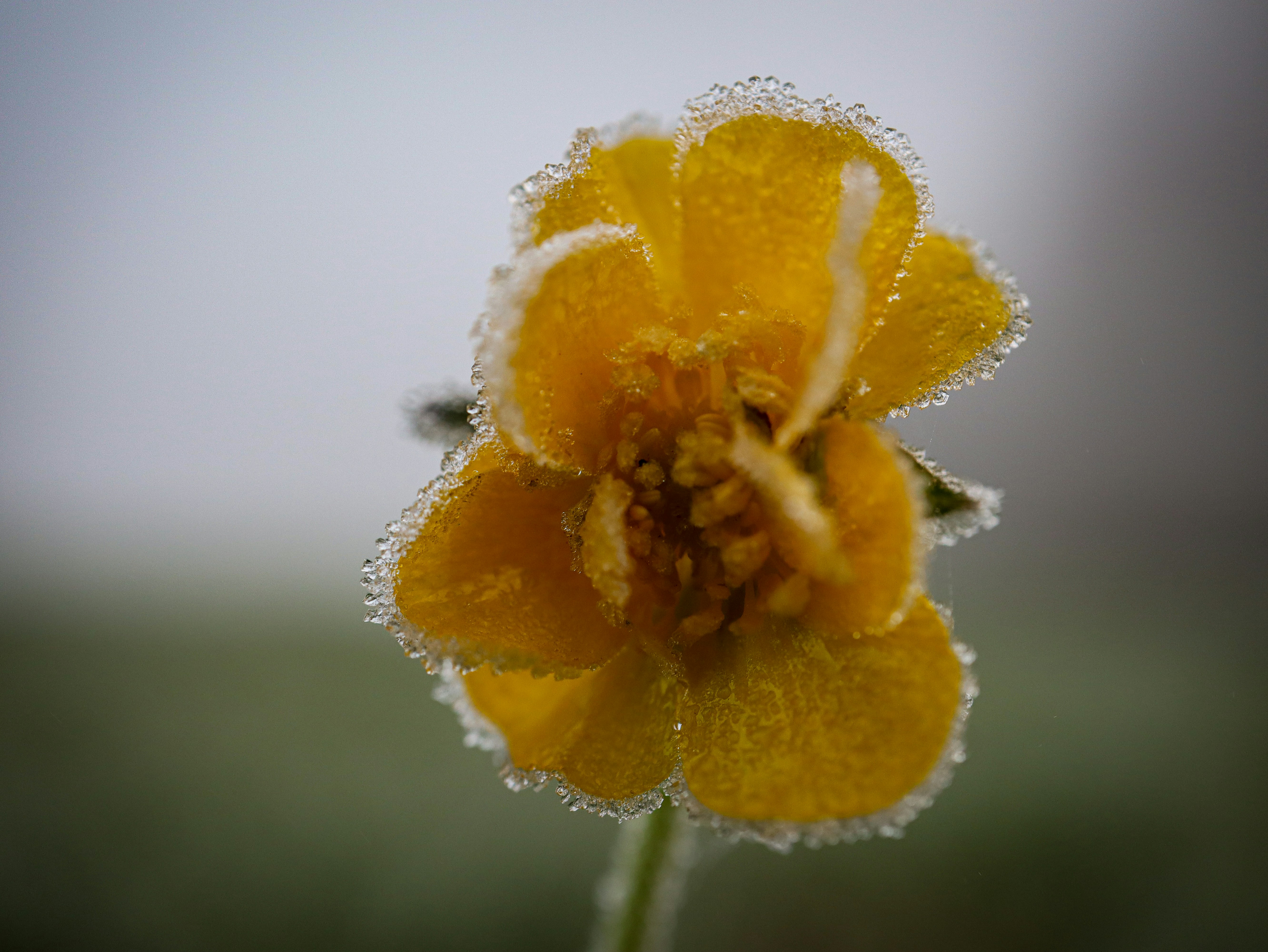 Frost-Kissed Yellow Bloom in a Velvet Macro Moment
