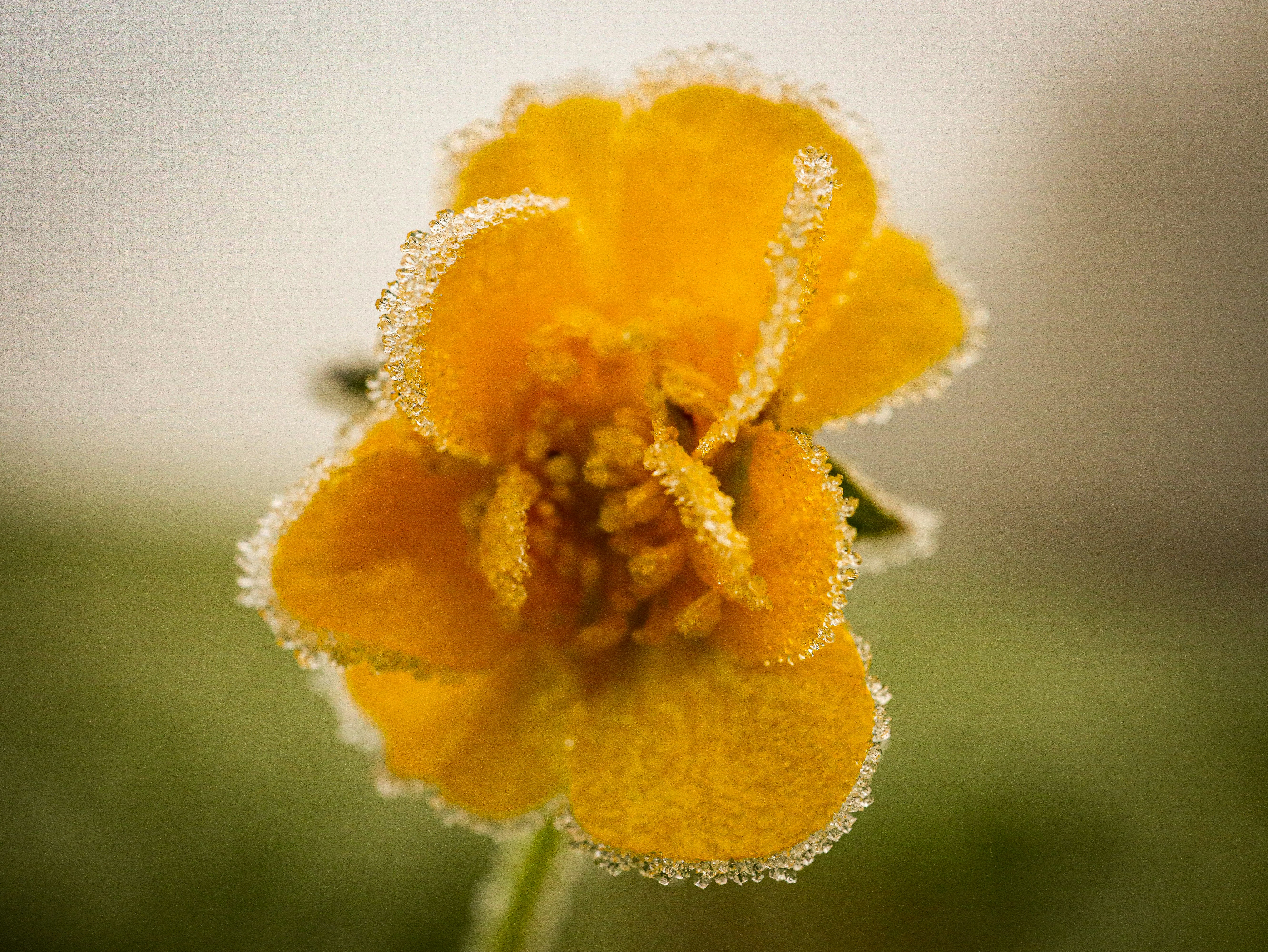 Frost-kissed Yellow Bloom: delicate petals edged in morning ice