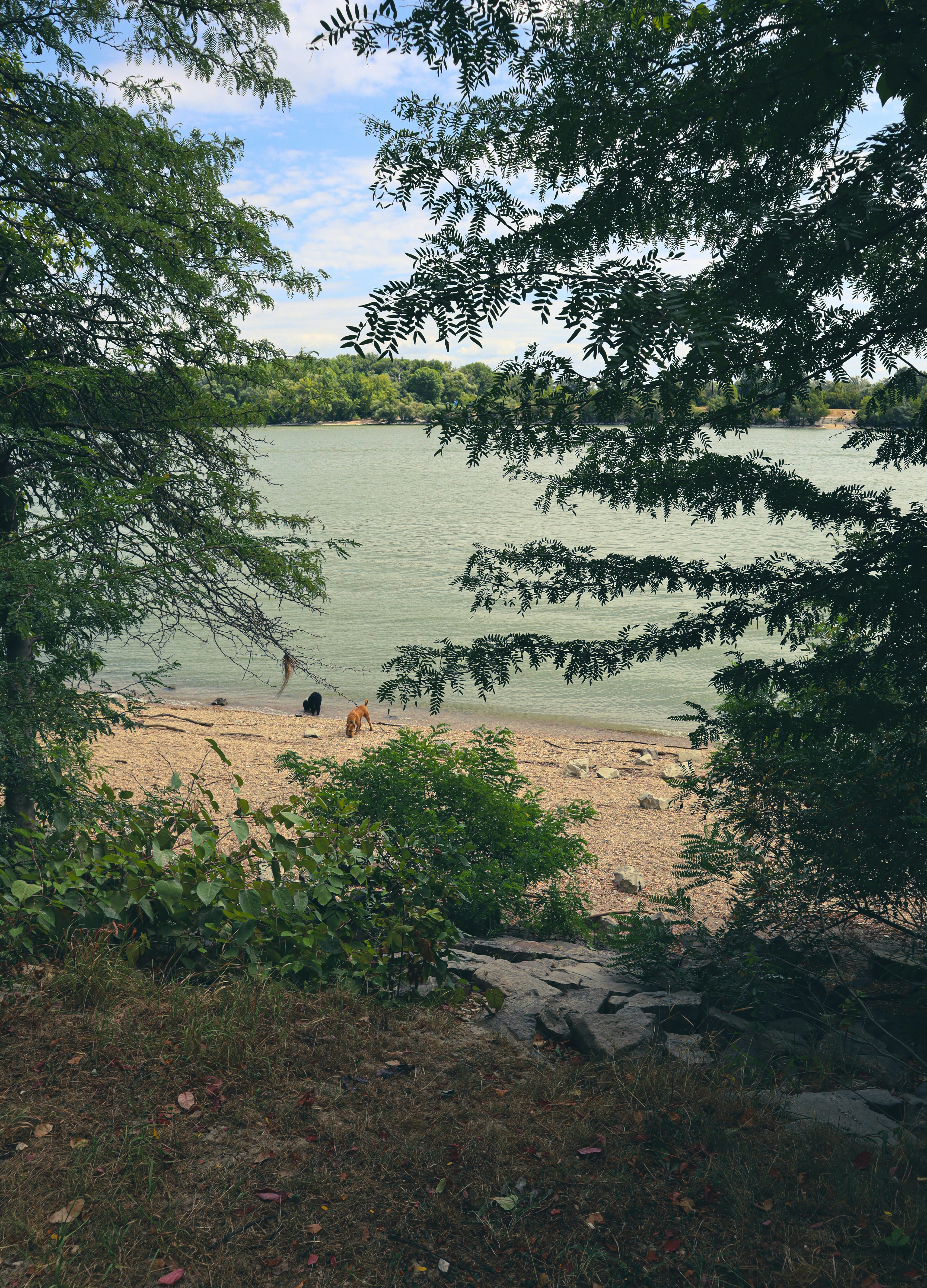 Verdant Frame Over a Quiet Lakeshore