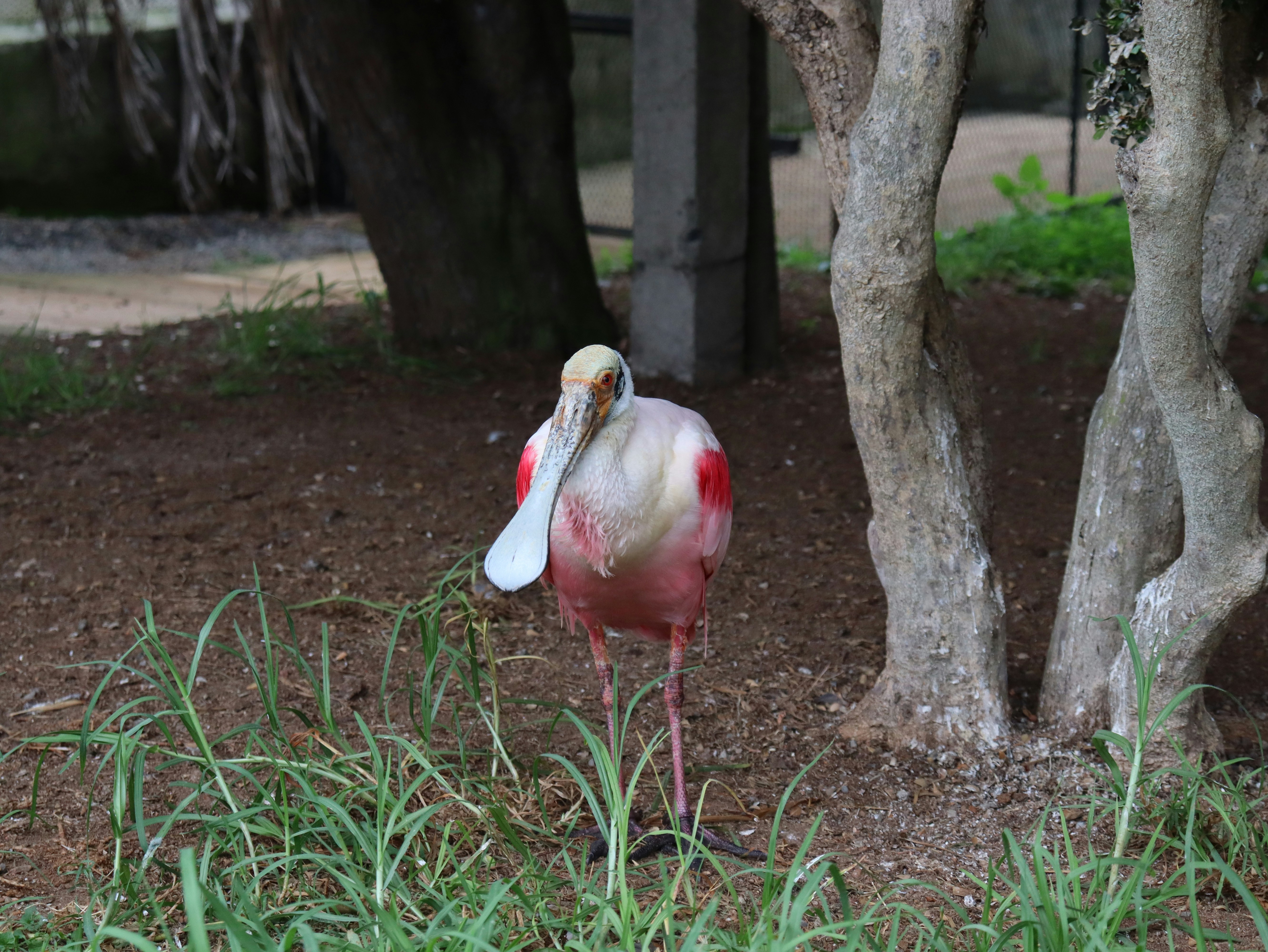 Crimson-White Ibis Pauses in a Shaded Clearing Beneath Tree Trunks