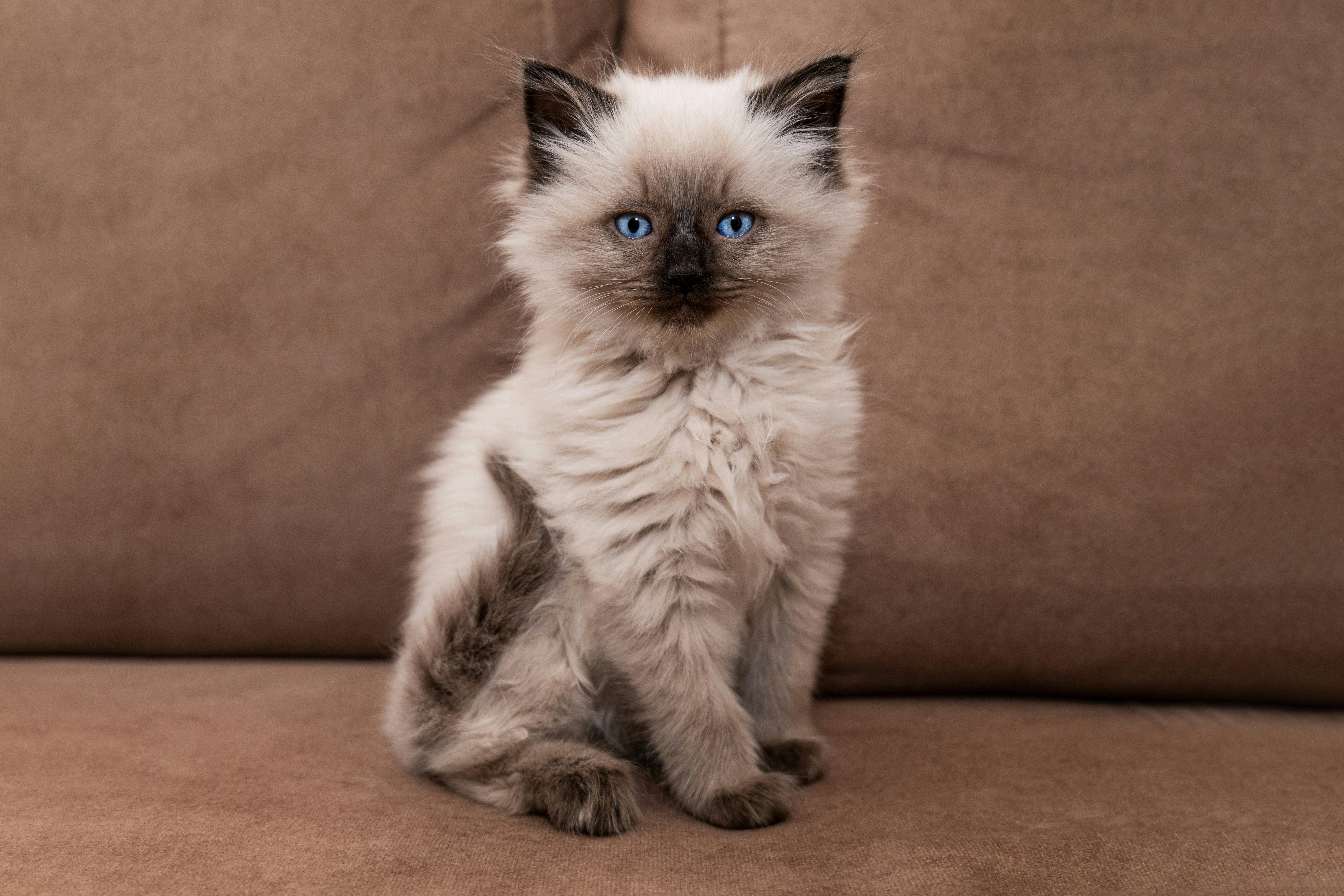 A fluffy, blue-eyed kitten sits on a warm brown couch, gazing forward with a curious expression.