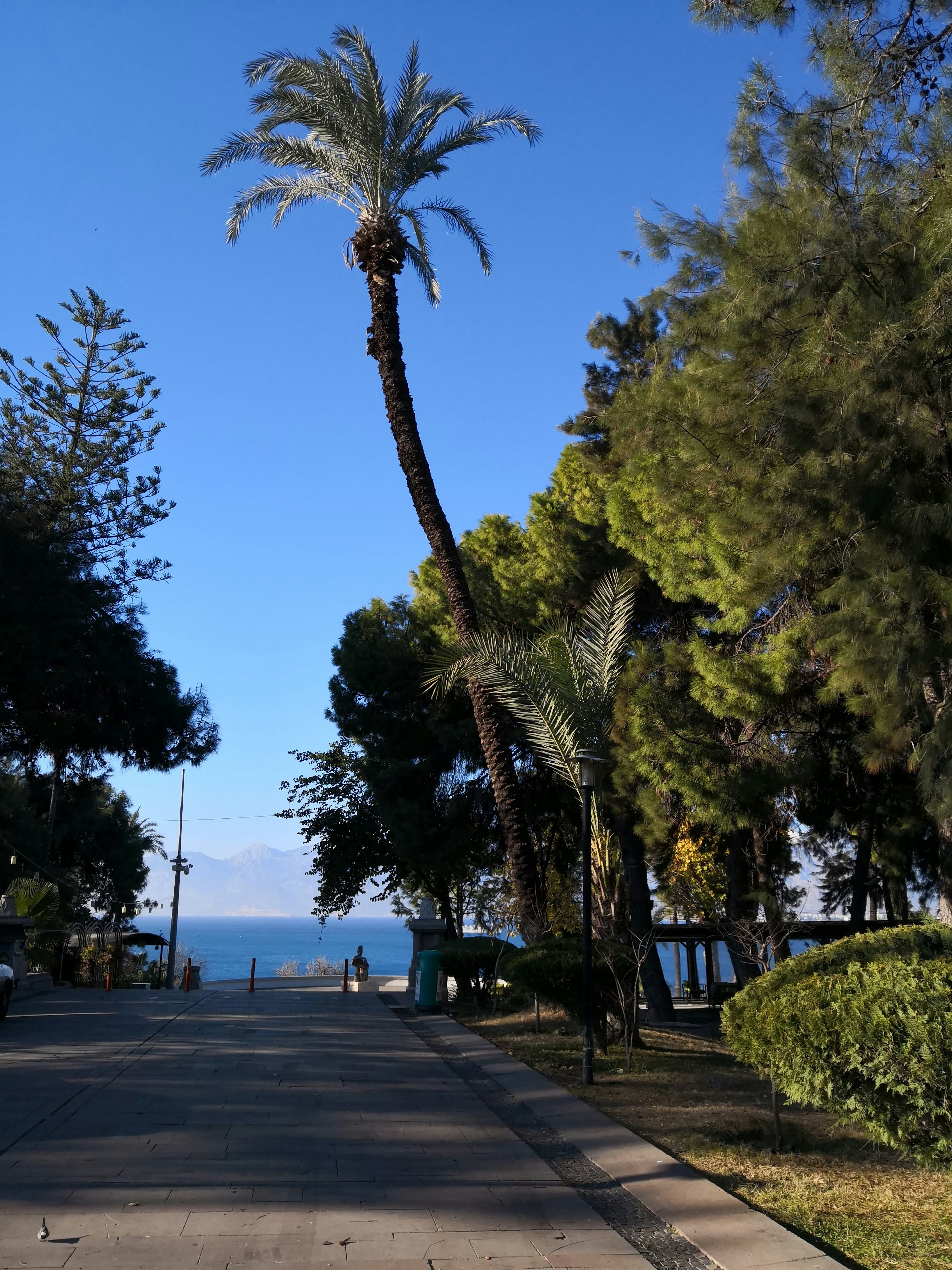 Photograph of a palm-lined seafront promenade with a tall central palm and a view of the blue sea beyond.