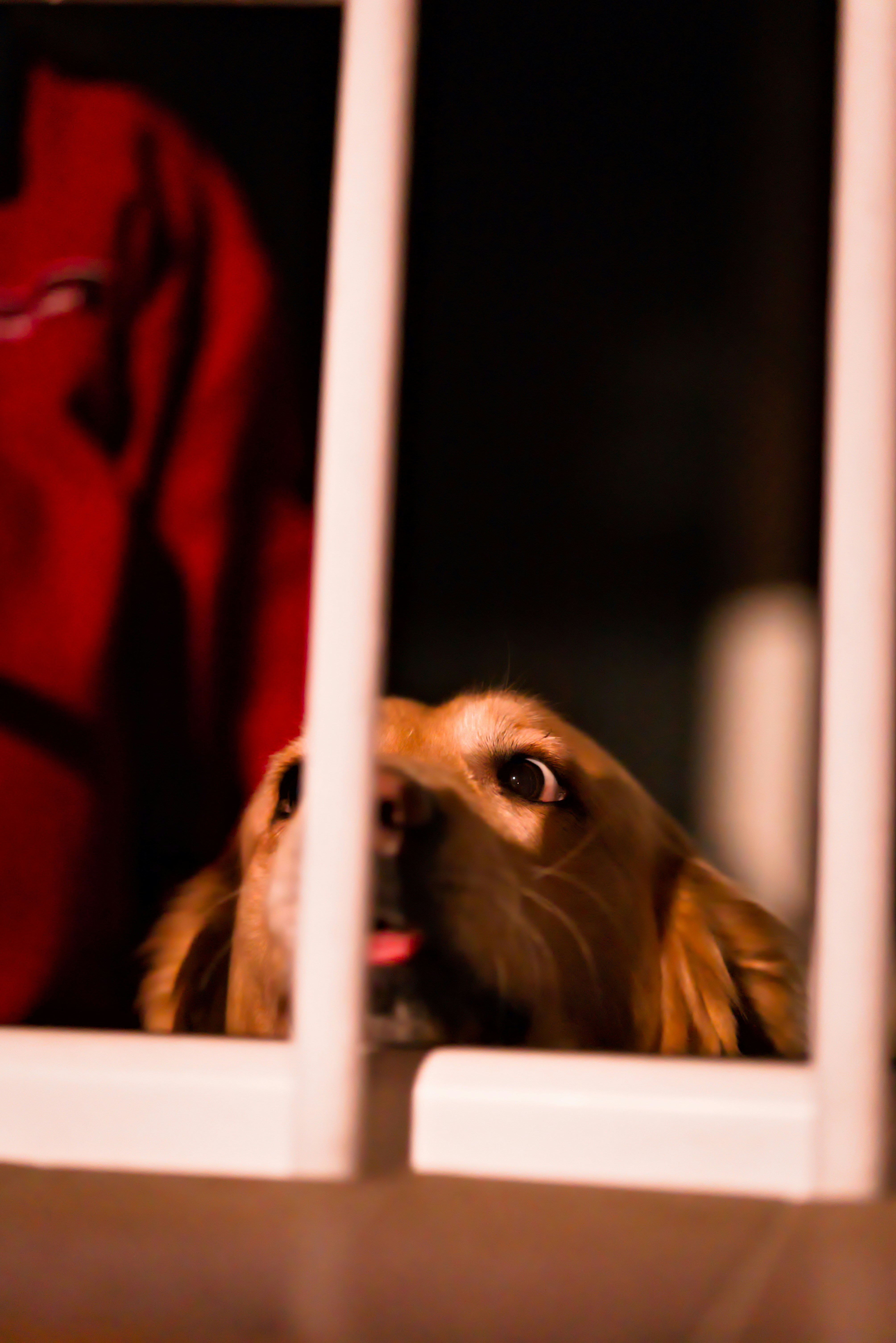 A dog peers through white bars in dim, red-lit surroundings, its eye and nose framed between the rails.