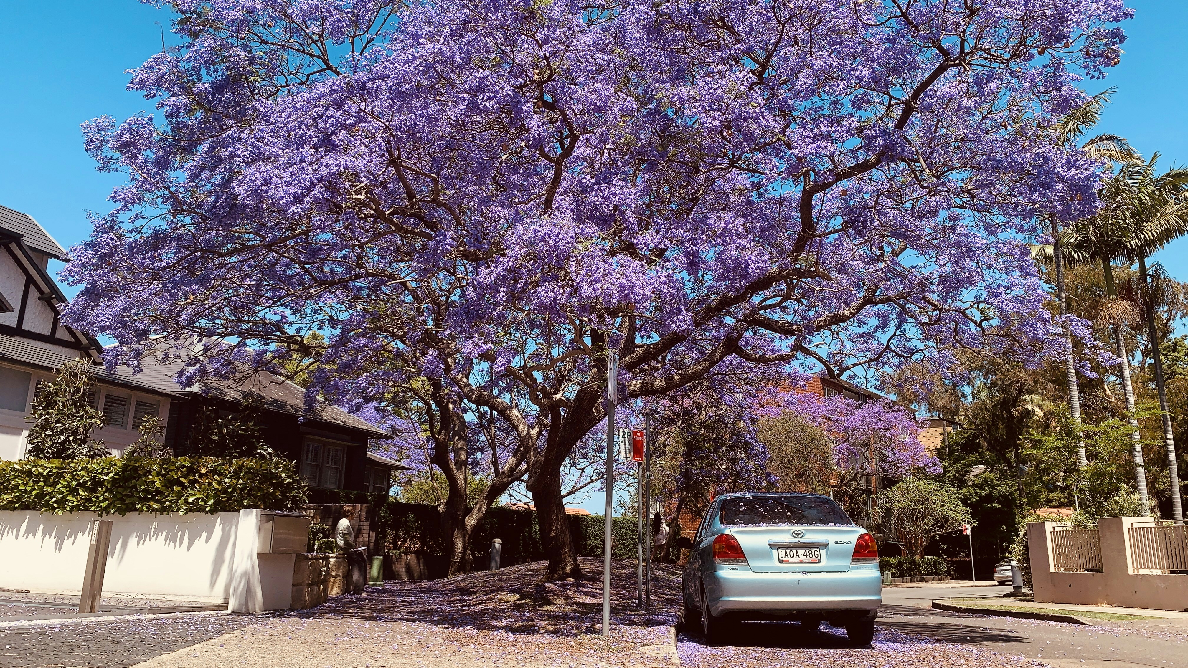 Azure Sedan Beneath a Lavender Blossom Canopy on a Suburban Street