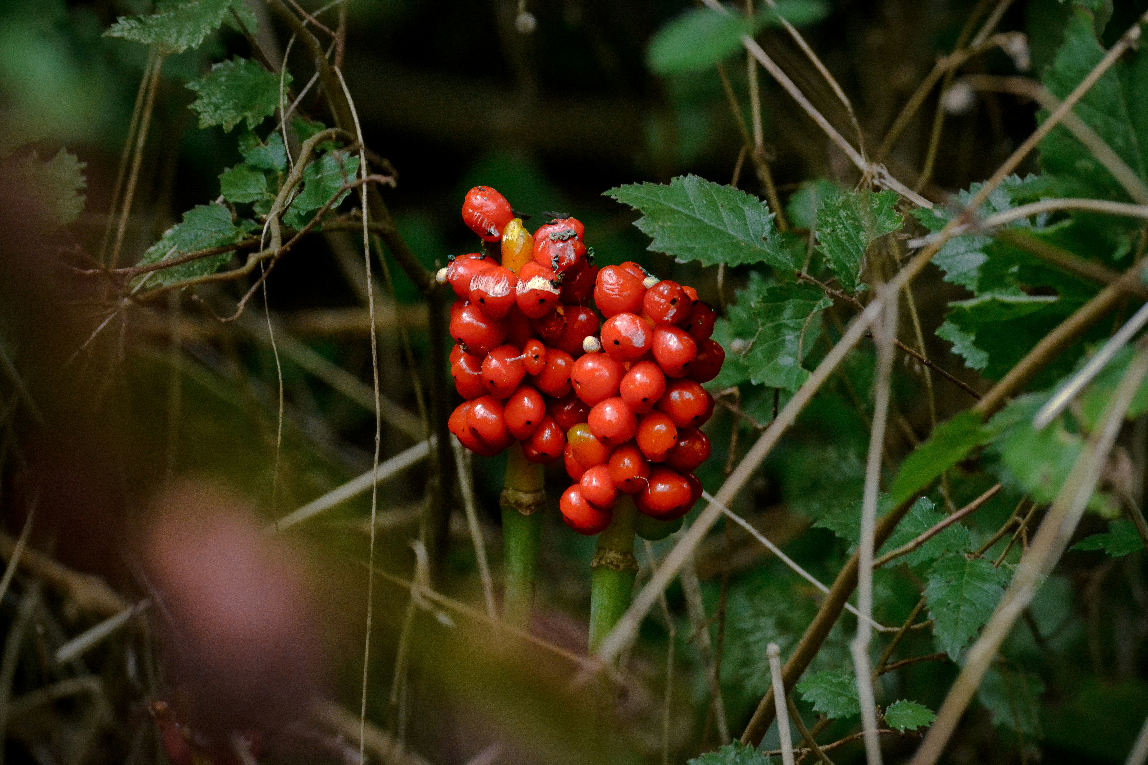 A bunch of berries that are in the grass photo – Free Plant Image on ...