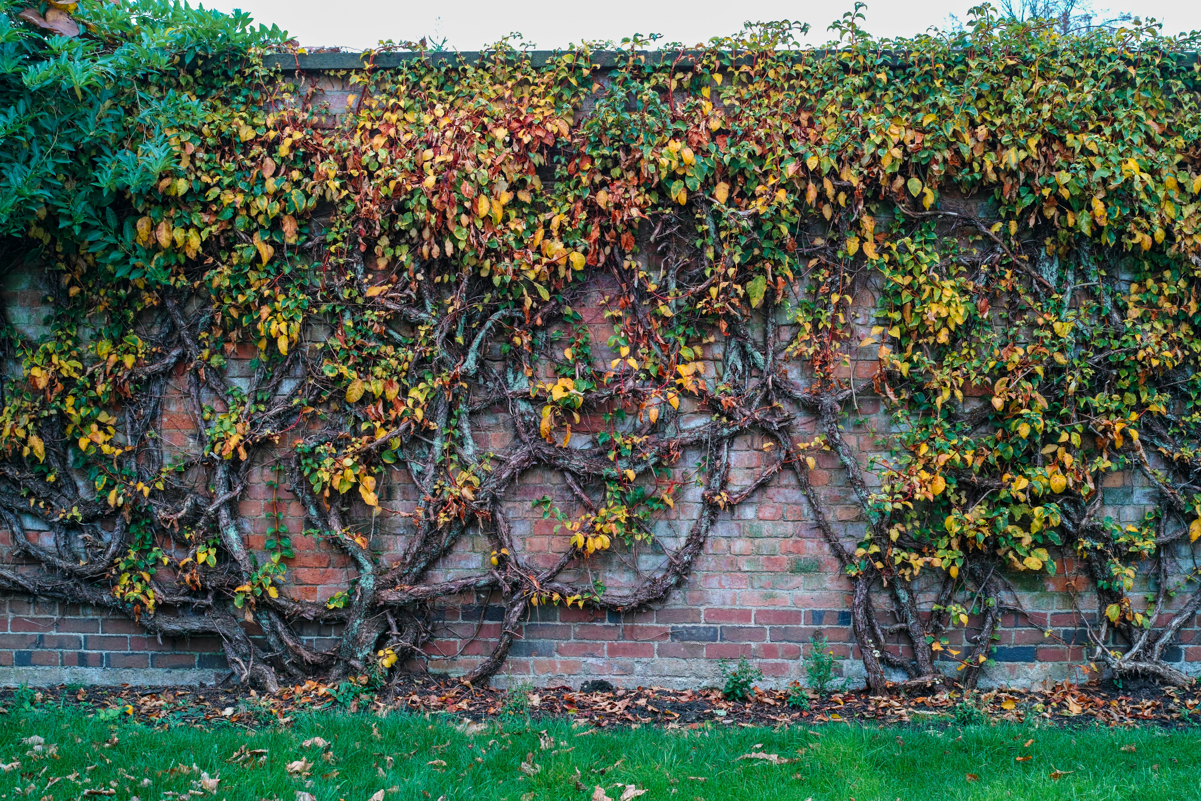 Autumn ivy clings to a weathered brick wall, with fallen leaves scattered along the grass at the base.