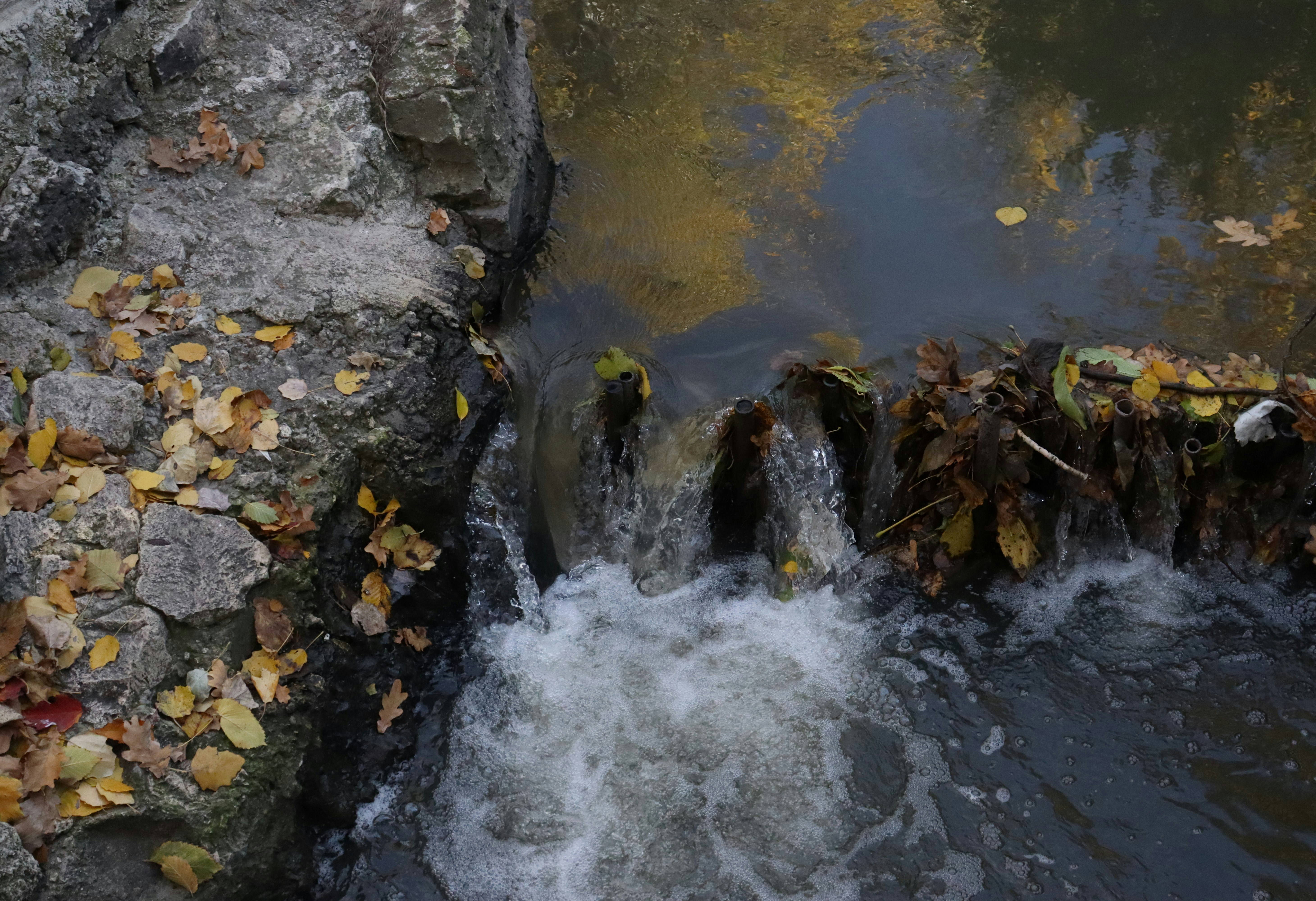 Leaf-Threaded Cascade Over Mossy Rocks