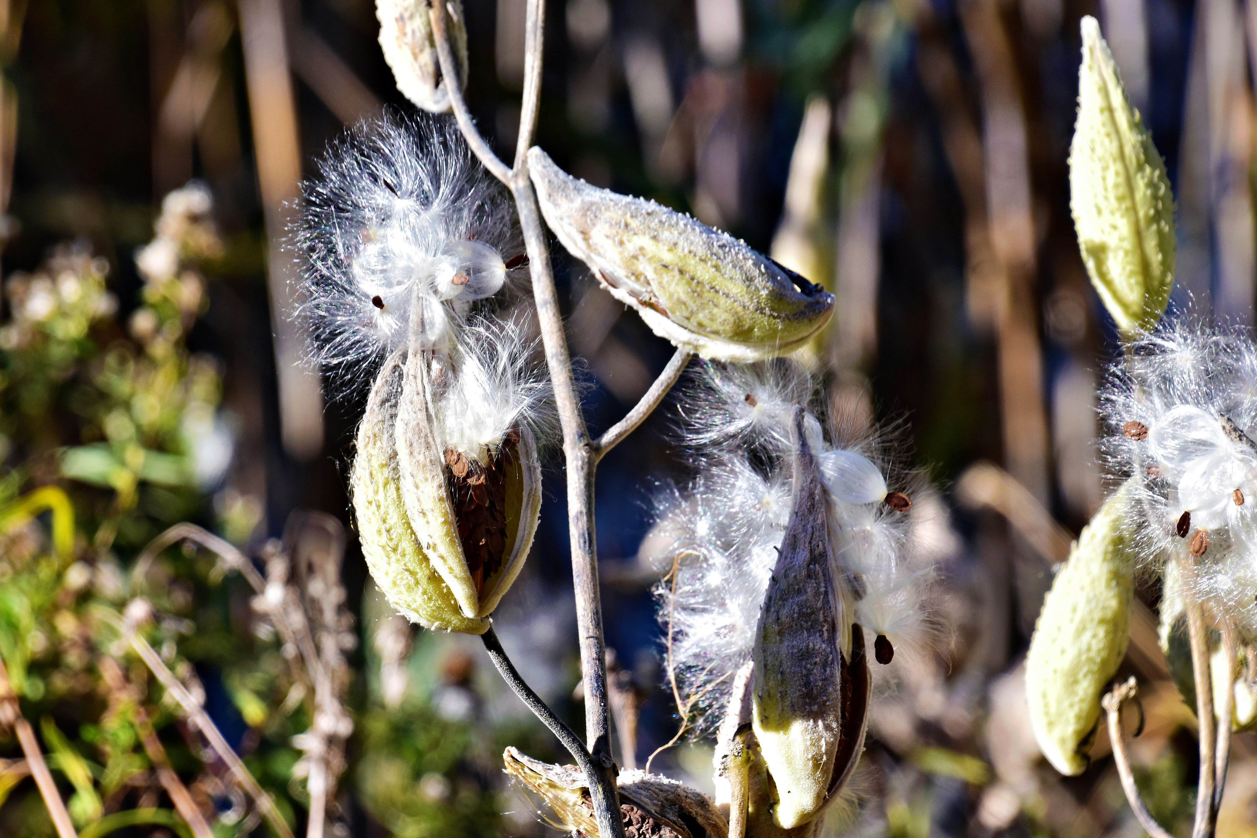 Fluff and Seed: Close-up of Dandelion-Like Seed Heads in Morning Glow