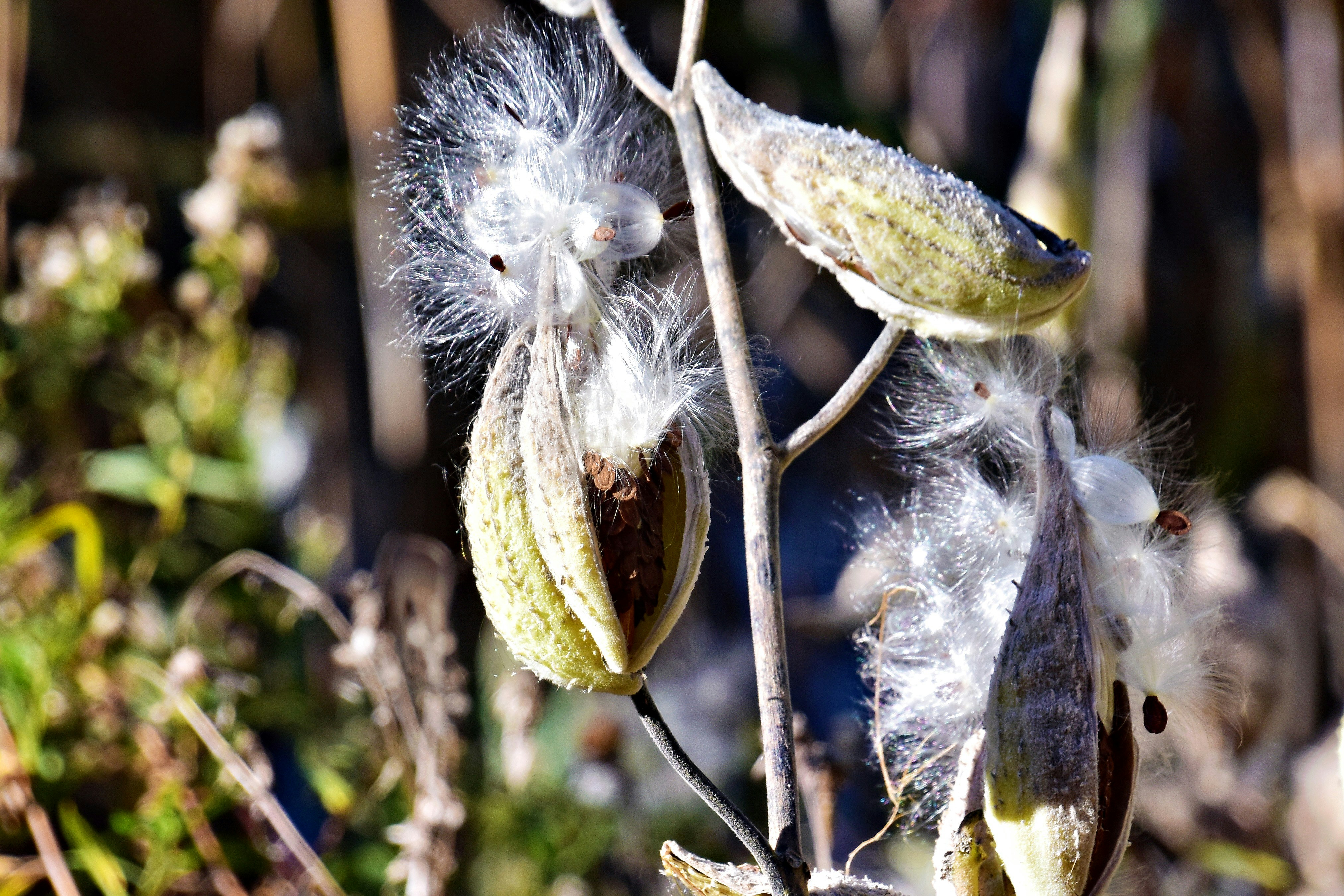 Soft Dandelion Fluff on Coiled Seed Pods in Sunlit Field