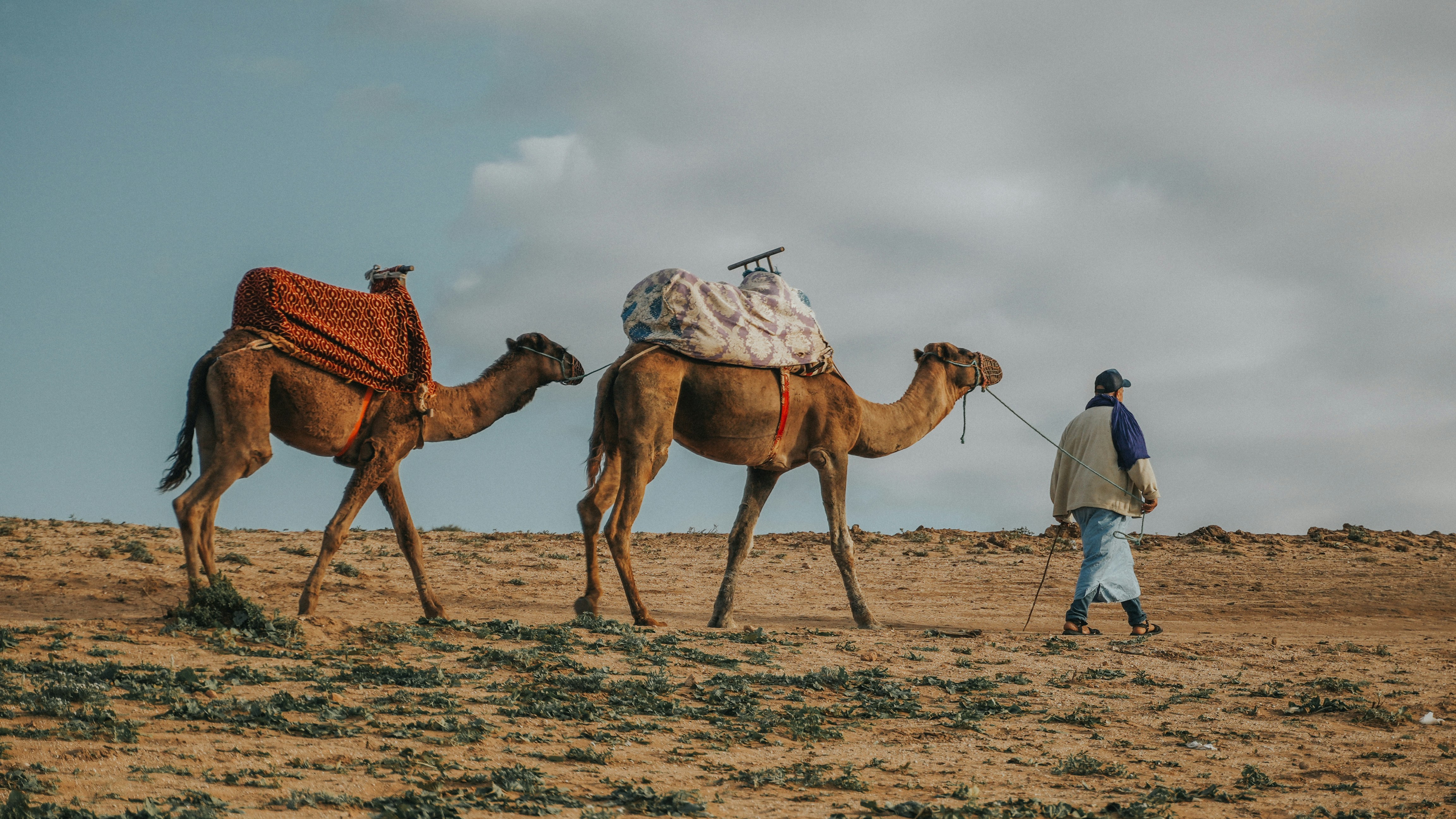 A man walking with two camels in the desert photo – Free Human Image on ...