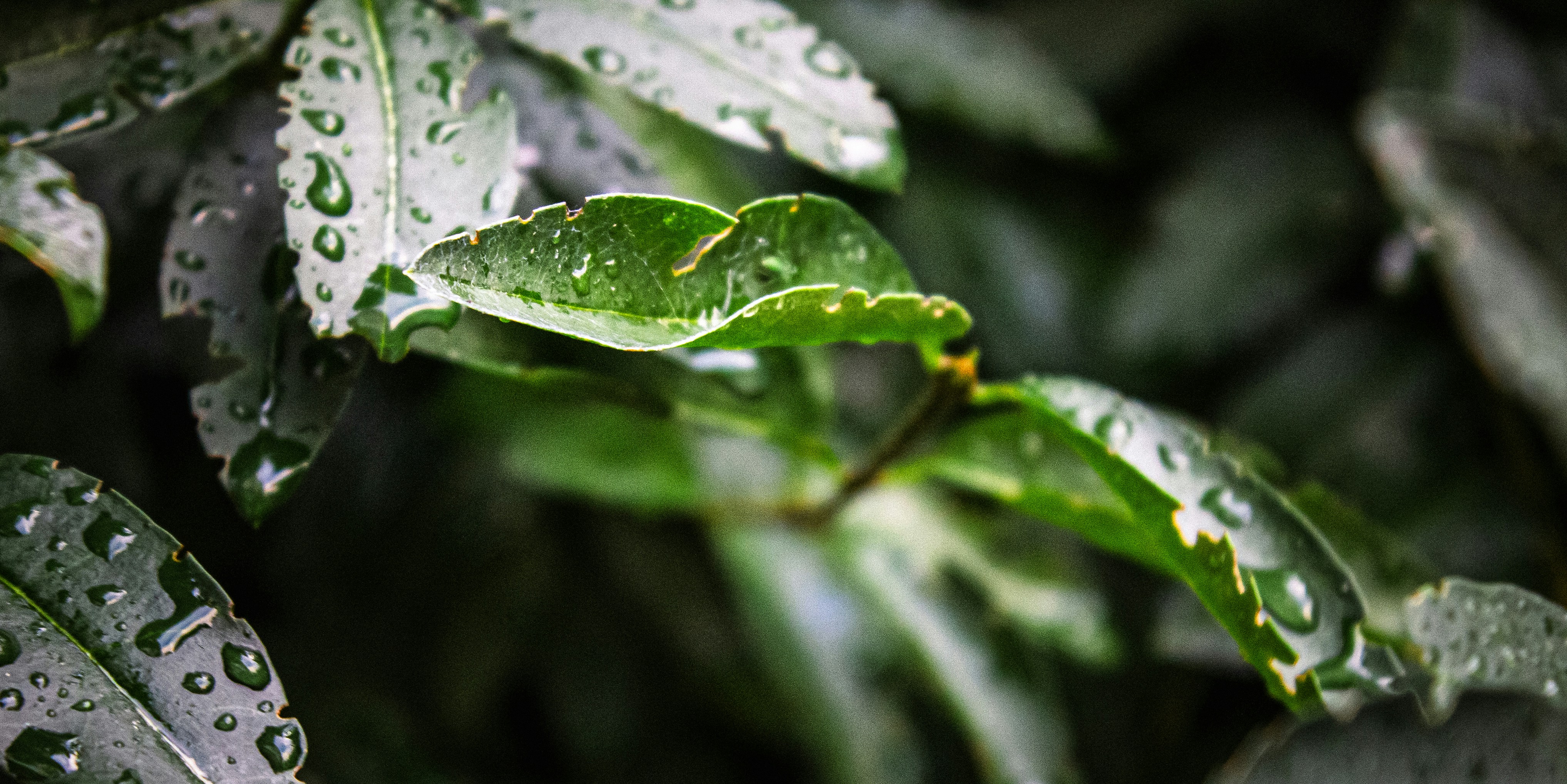 Dew-Capped Leaves: A Macro Portrait of Rain-Kissed Green